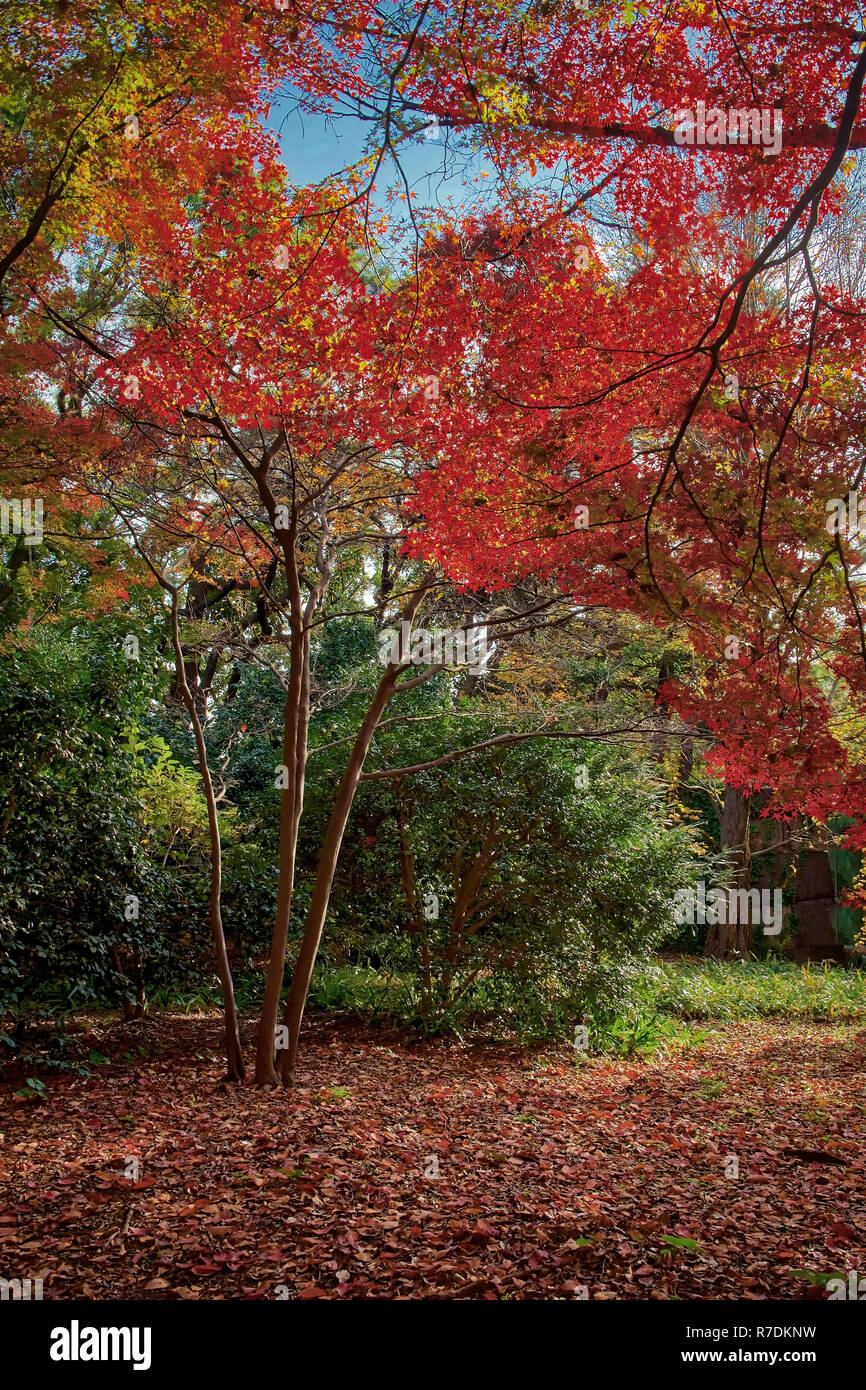 Japanese maples turn color in Tokyo Japan Stock Photo - Alamy