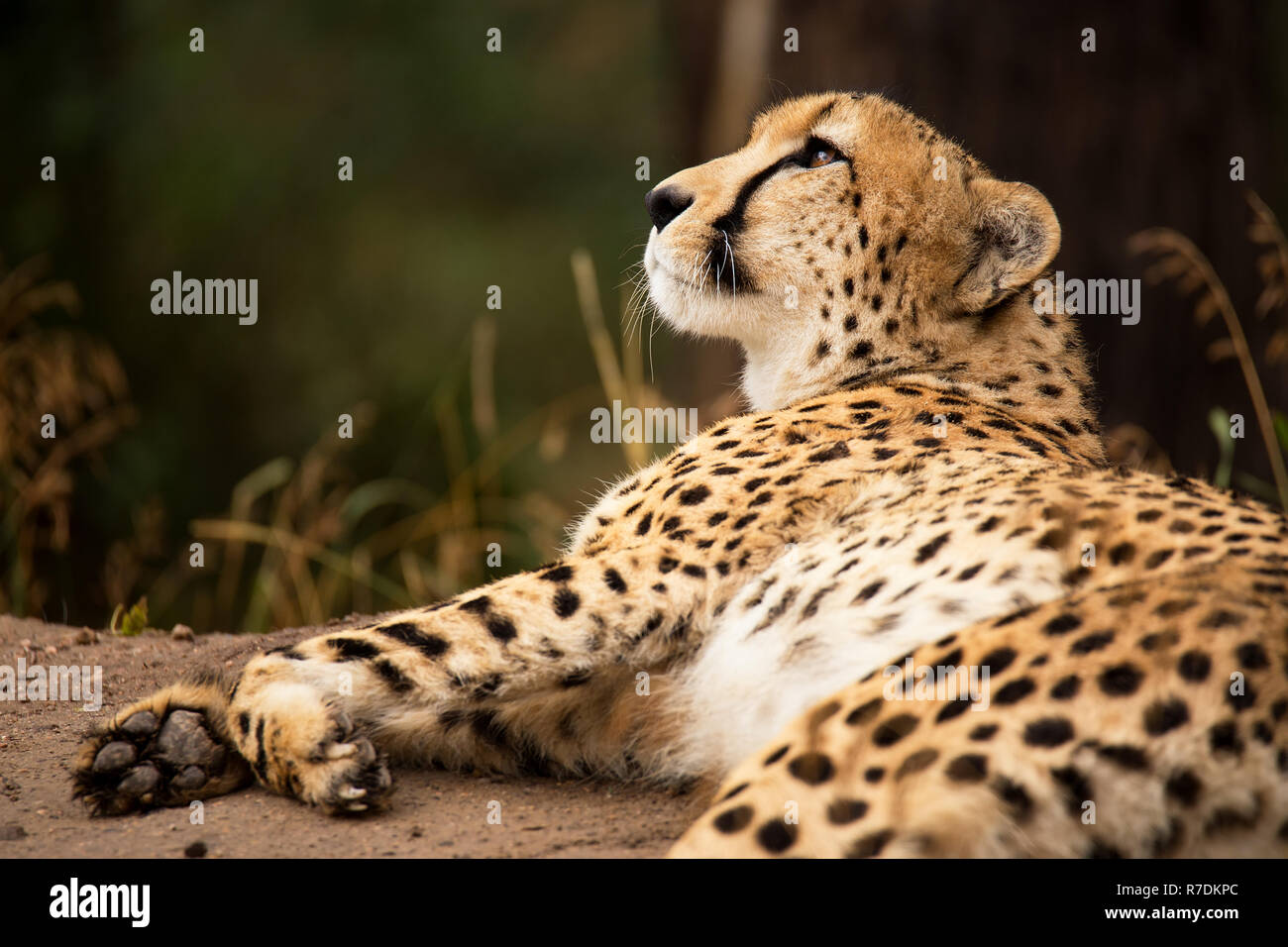 Cheetah sitting in shade hi-res stock photography and images - Alamy