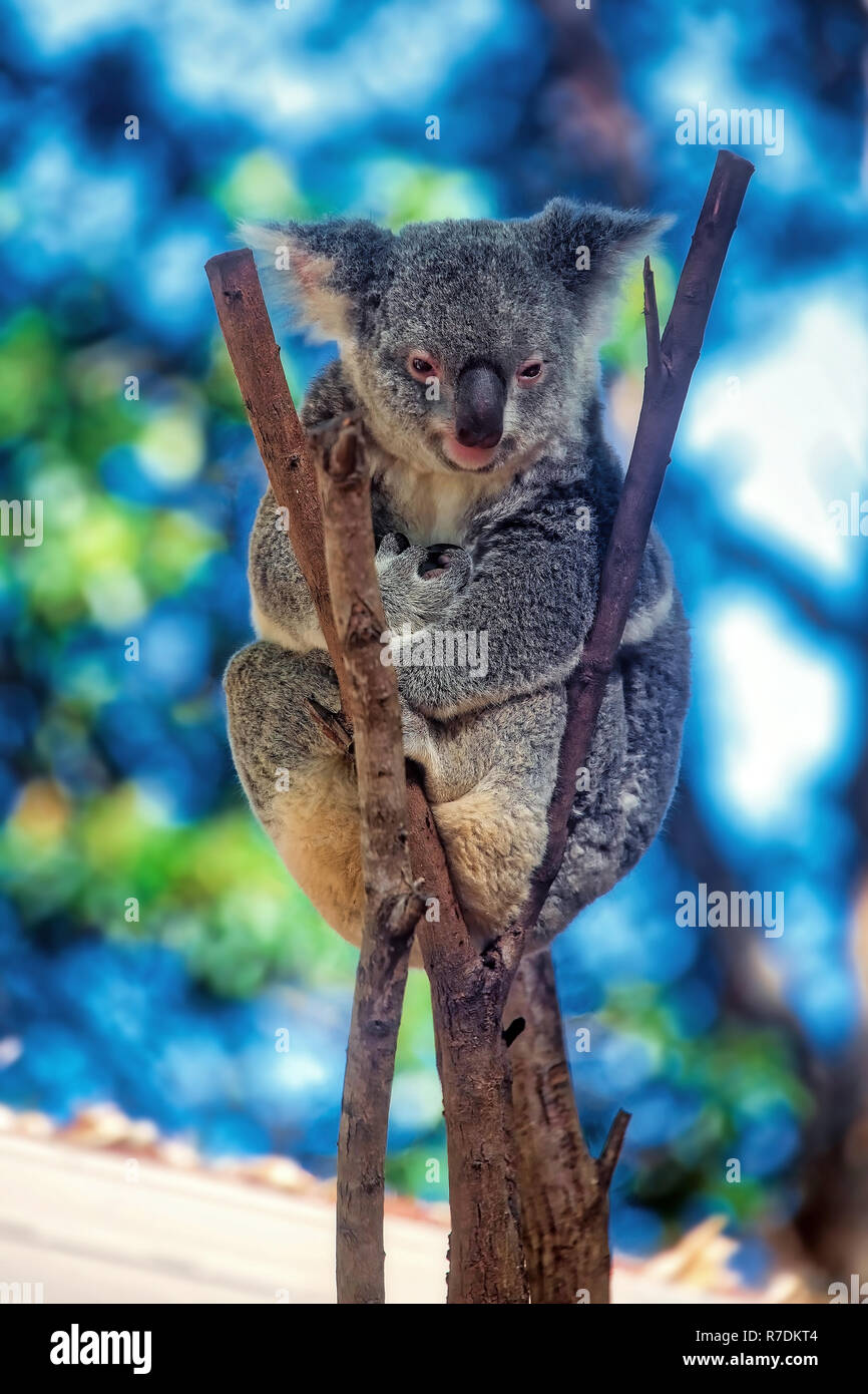 Queensland poster hi-res stock photography and images - Alamy