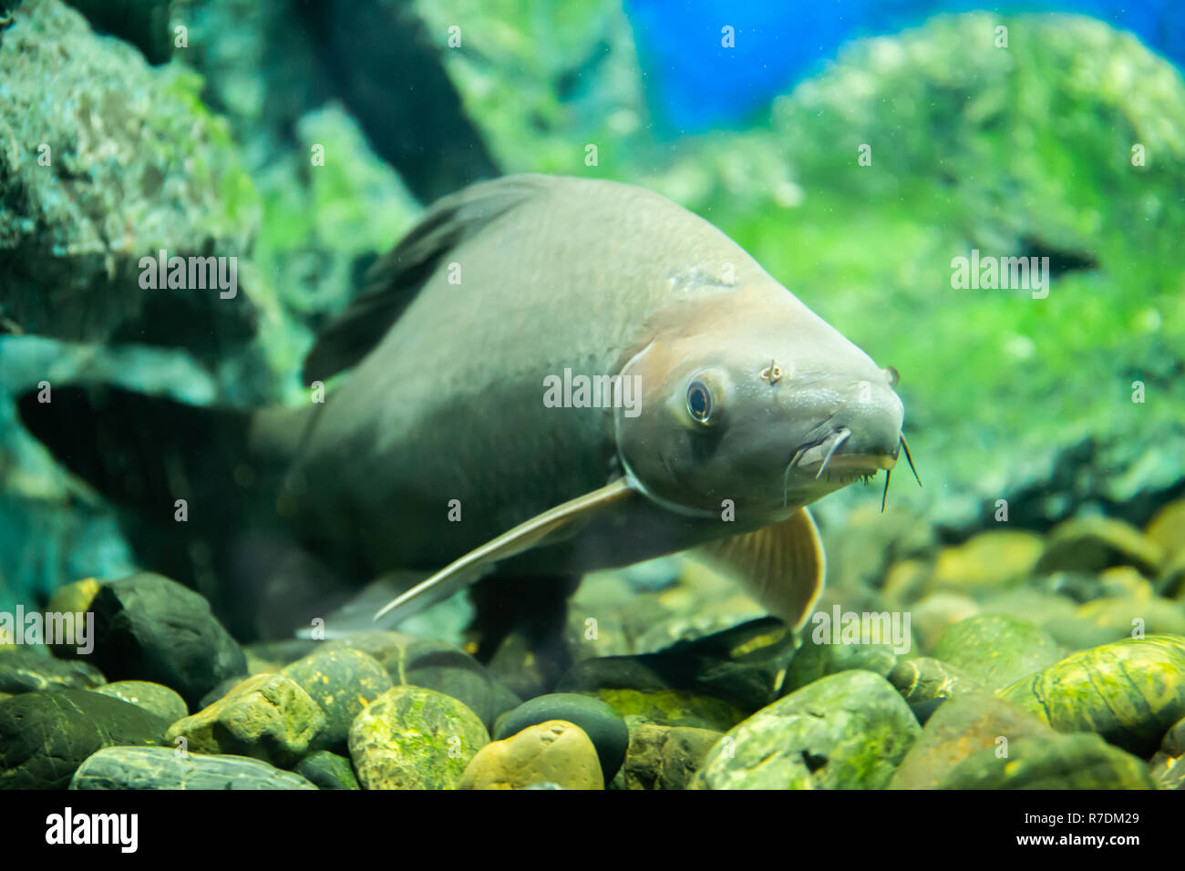 Fish in the aquarium showcase Stock Photo - Alamy