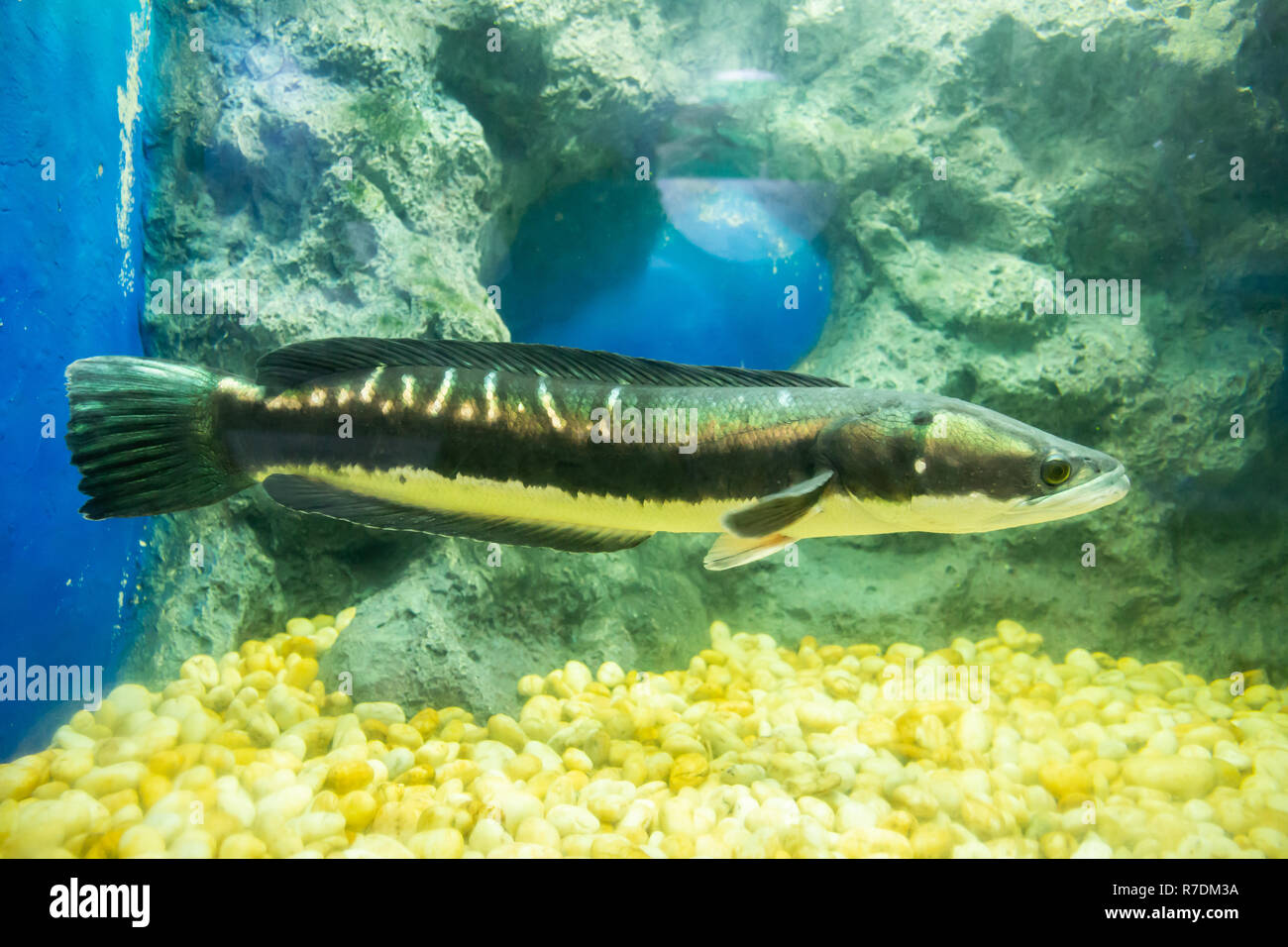 Fish in the aquarium showcase Stock Photo - Alamy