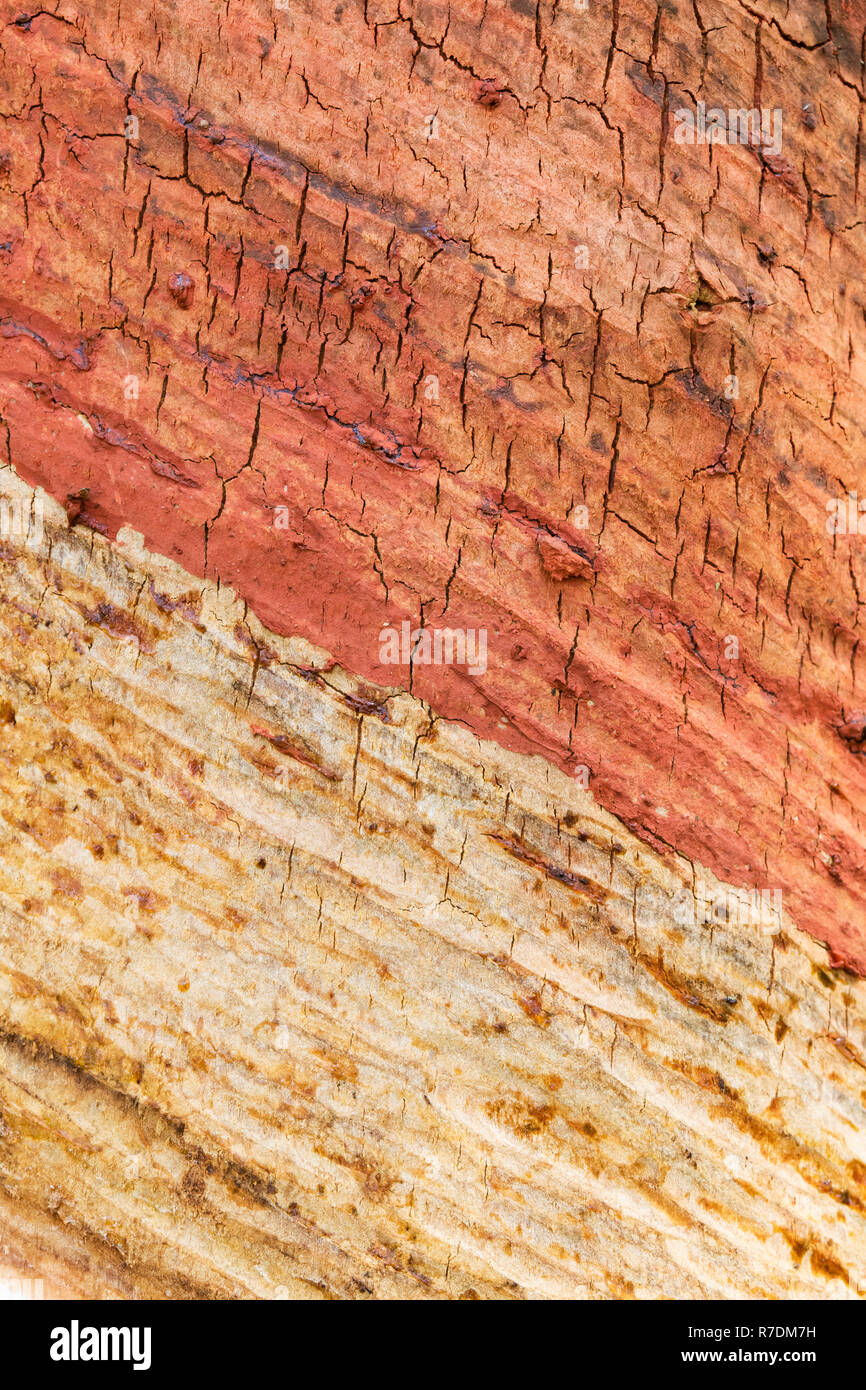 The wound surface of the rubber tree was cut rubber Stock Photo - Alamy