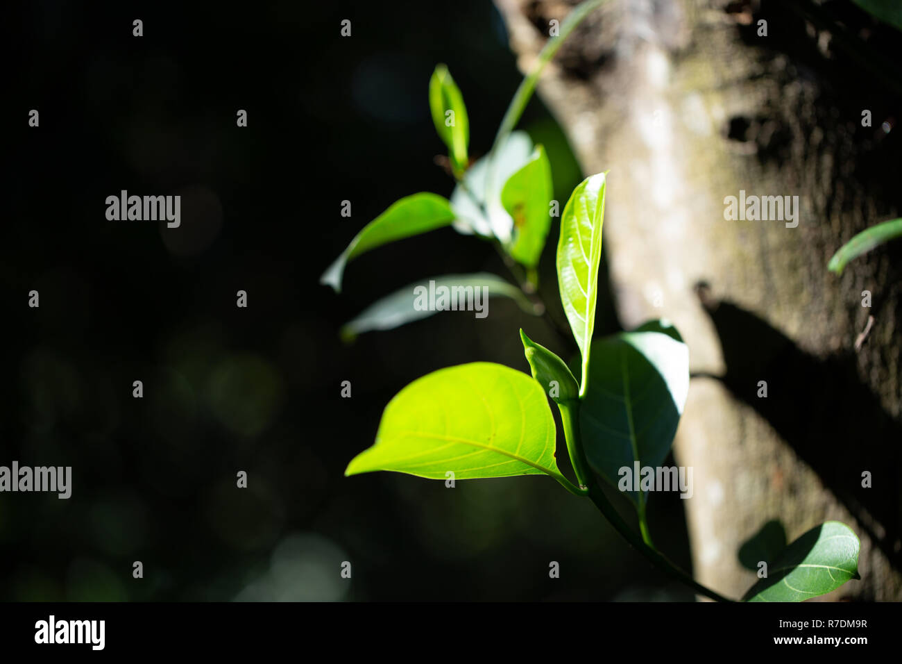 Soft leaves hi-res stock photography and images - Alamy