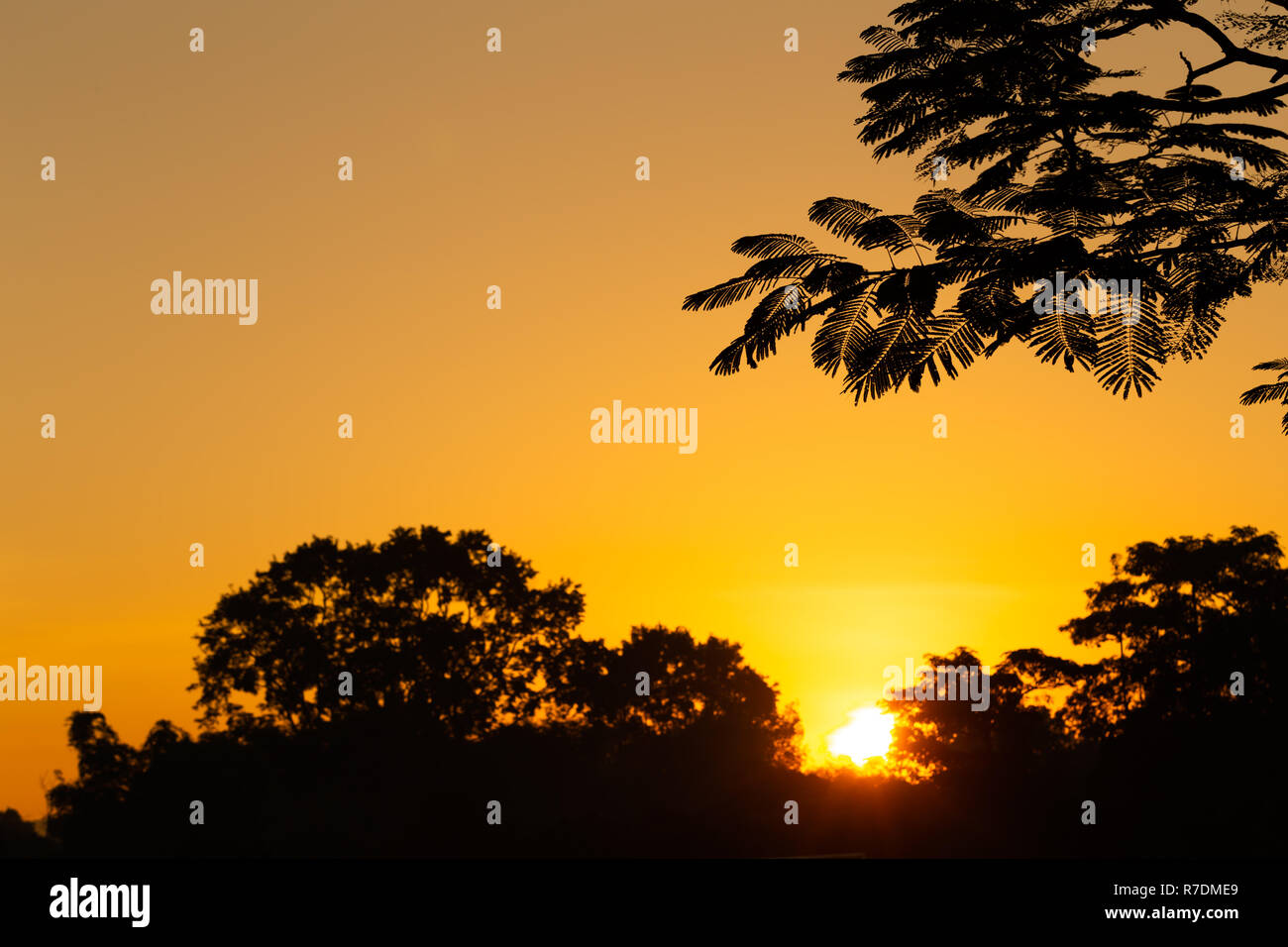 Trees without leaves sunset hi-res stock photography and images - Alamy