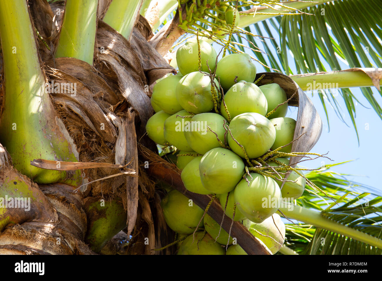 closeup of tropical coconut on tree in thailand Stock Photo - Alamy