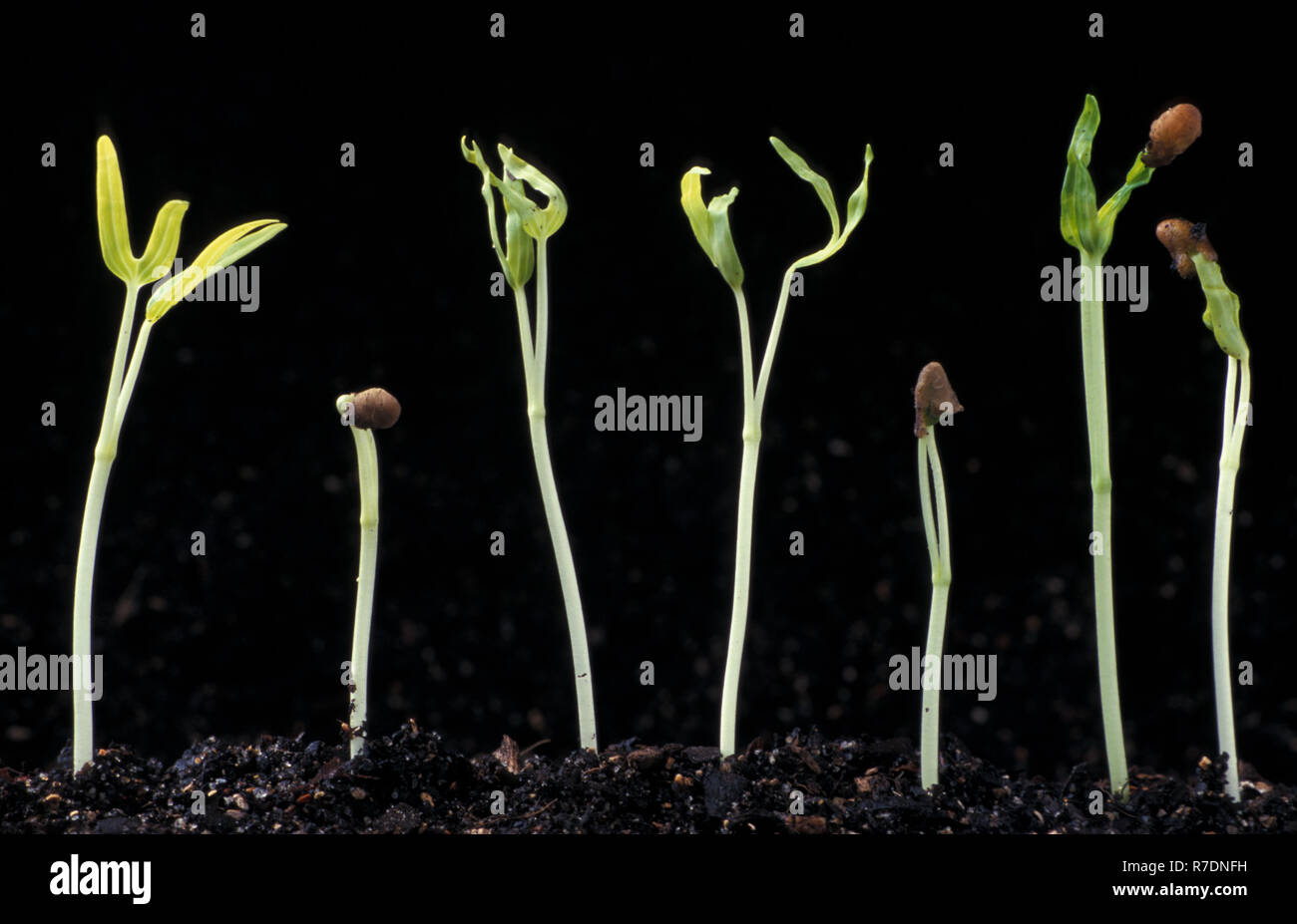 SEEDLINGS OF WATER SPINACH (KANGKONG) IPOMOEA AQUATICA Stock Photo - Alamy