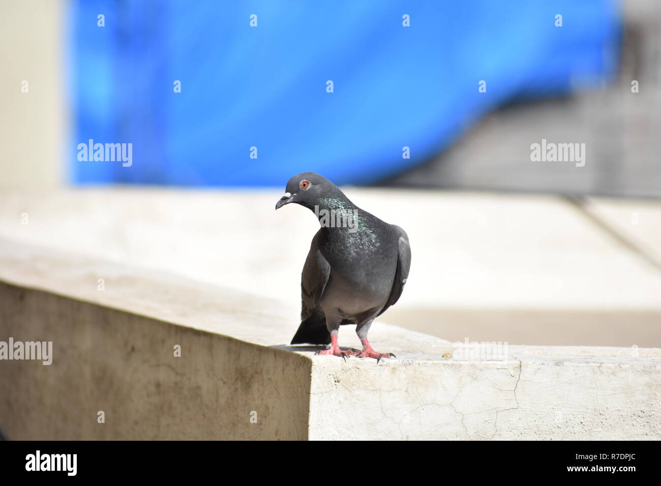 Pigeon with Bird's view Stock Photo - Alamy