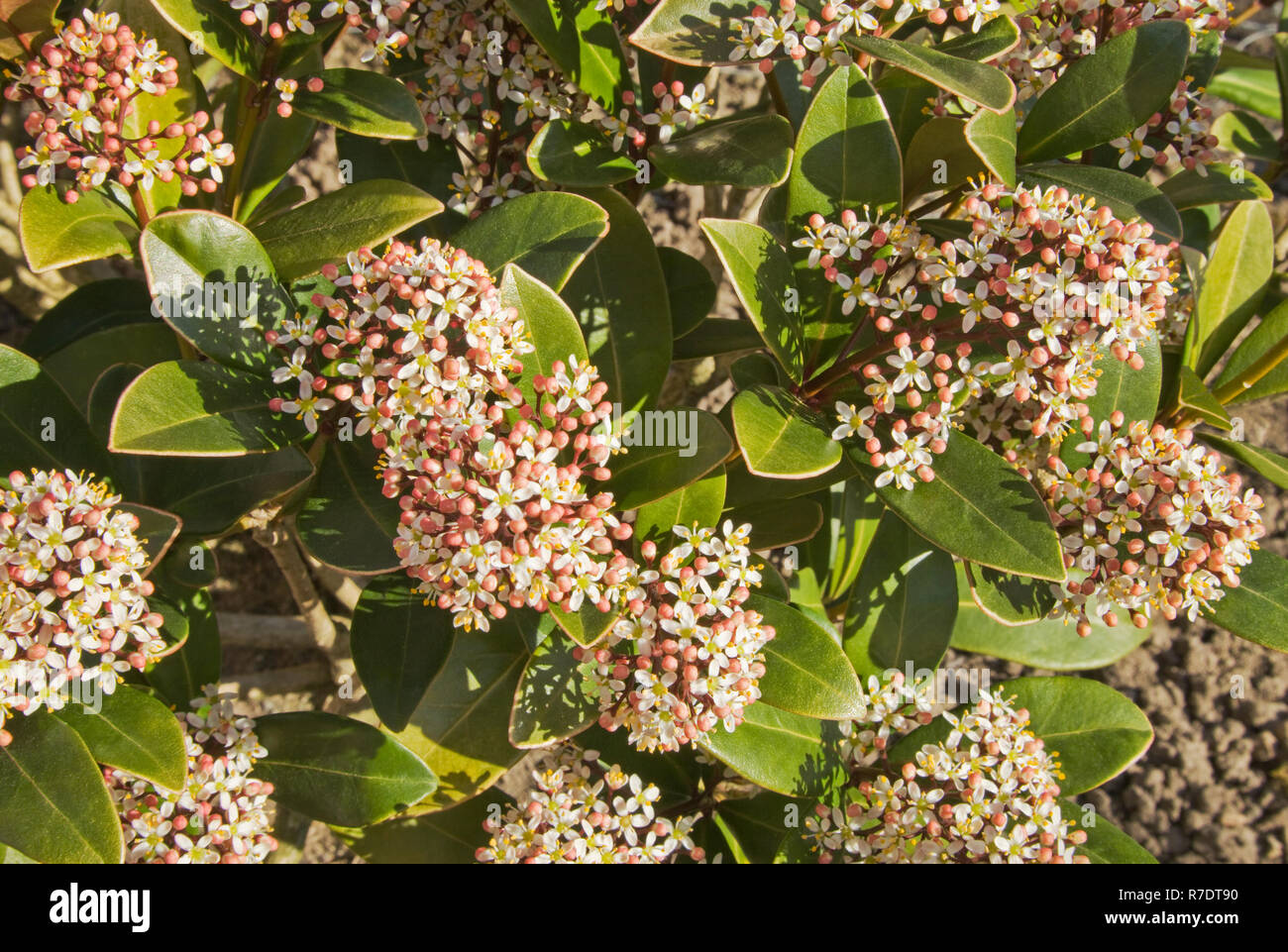 Skimmia japonica rubella hi-res stock photography and images - Alamy