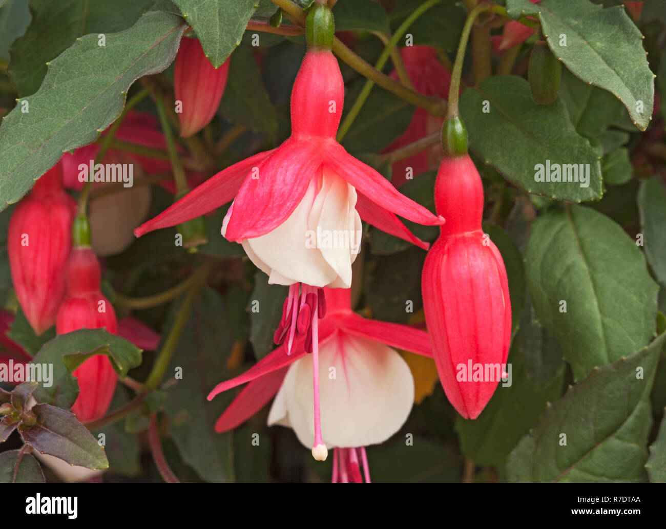 Dwarf fuchsias hi-res stock photography and images - Alamy