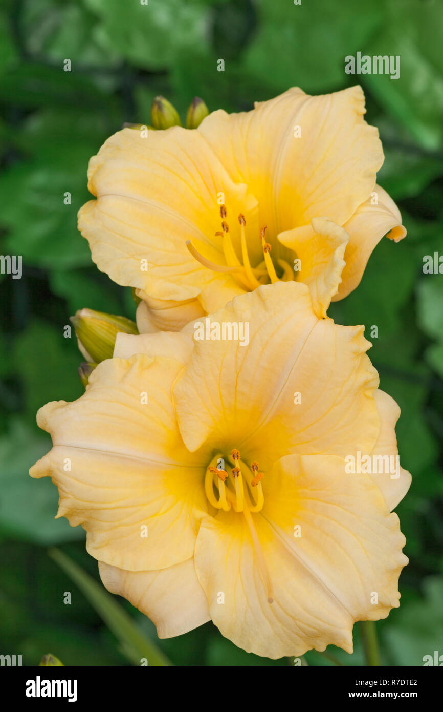 Day Lily "Longfields Pearl", Hemerocallis Stock Photo - Alamy