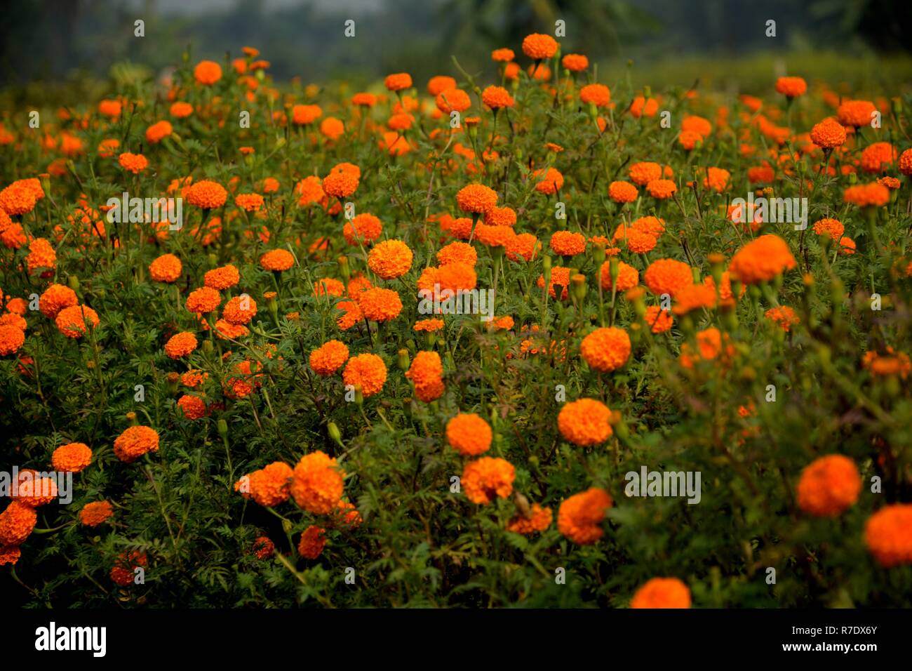 Marigold leaves High Resolution Stock Photography and Images - Alamy