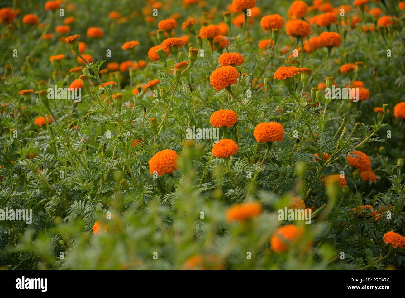 Wide view of beautiful yellow Tagetes Erecta or popularly known as ...