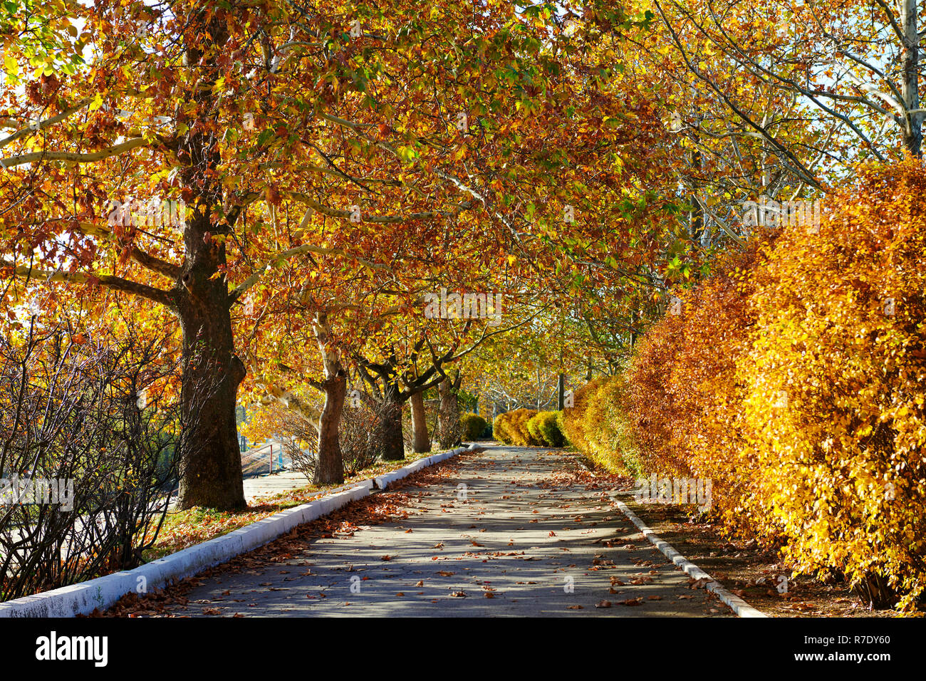 beautiful trees in the city street, autumn season Stock Photo - Alamy