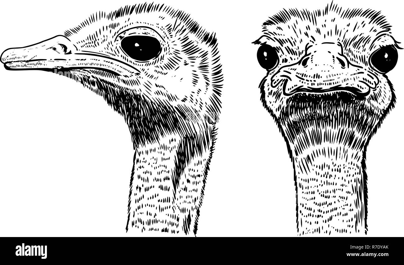 Ostrich illustration on white background. Design element for poster ...