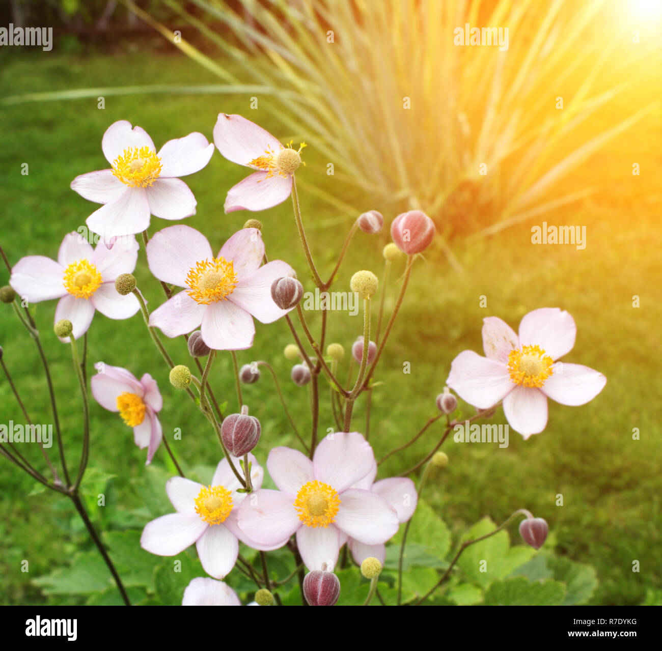 Summer background with flowers, green grass and sun Stock Photo - Alamy