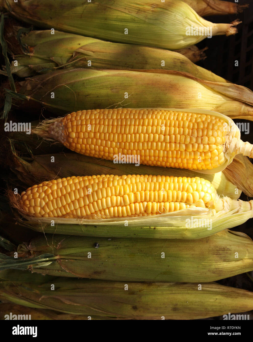 Fresh yellow corn on the morning chinese market in Yangon, Myanmar ...