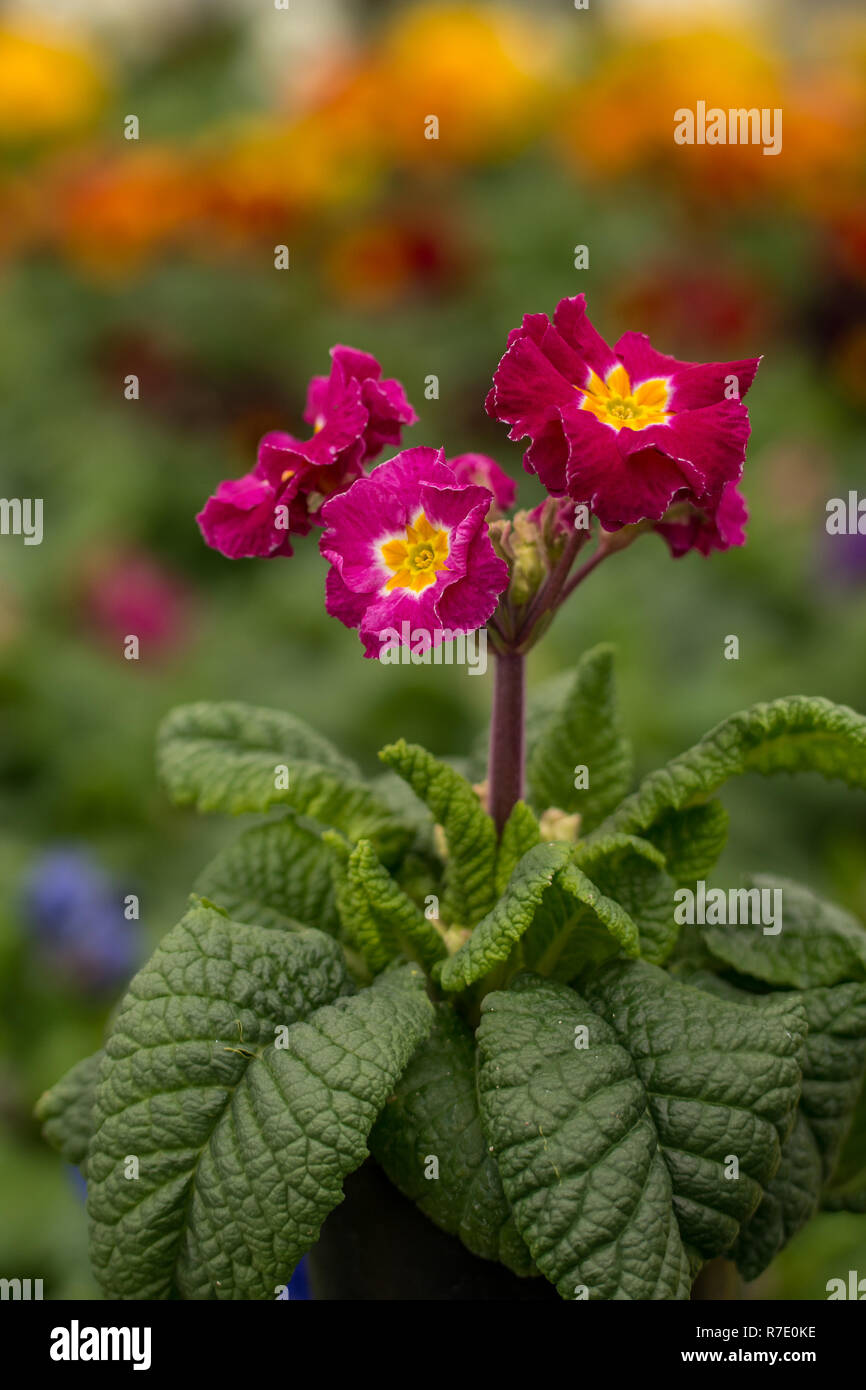 Primula x tommasinii purple flowers hi-res stock photography and images ...