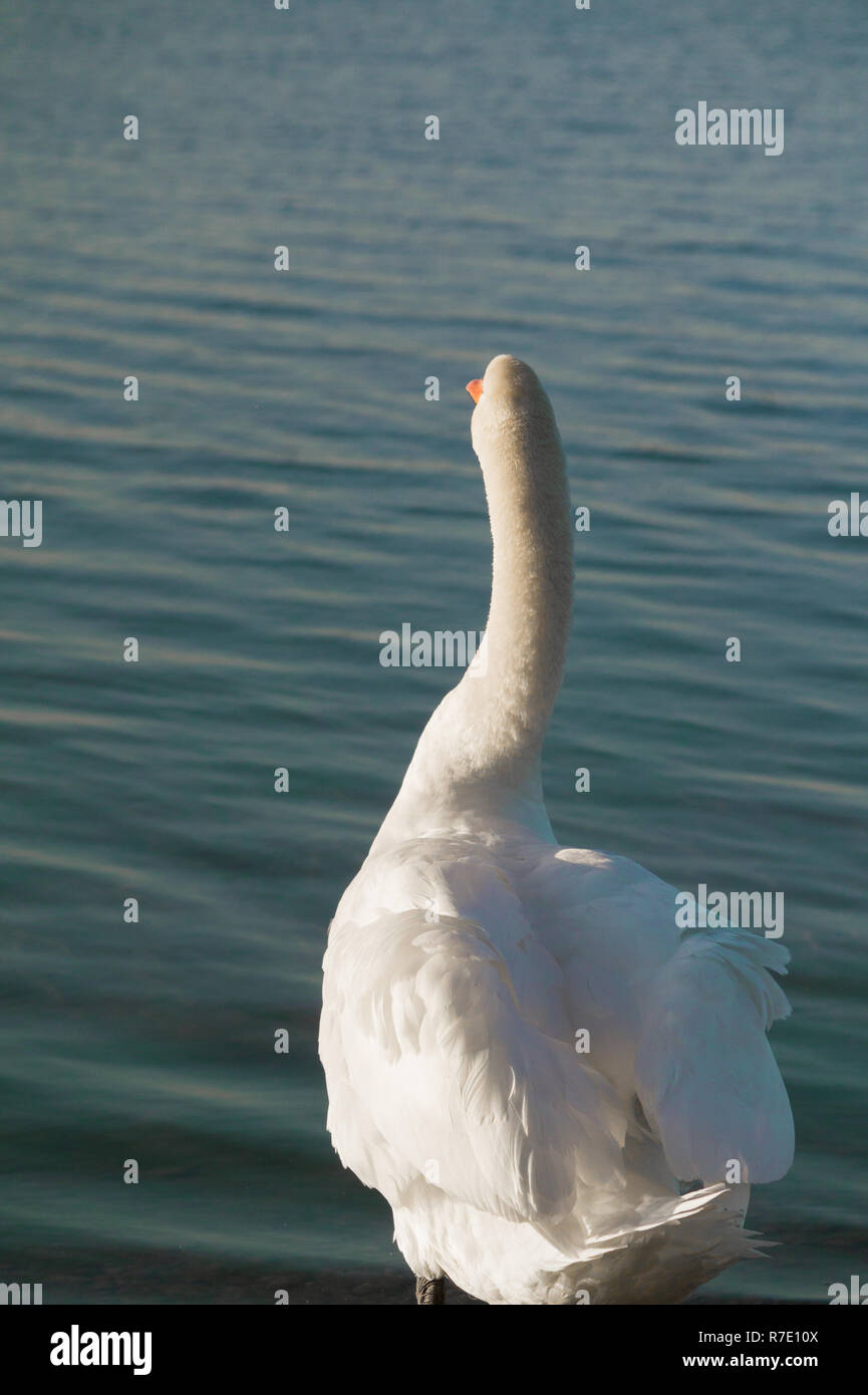 Swan front view hi-res stock photography and images - Alamy