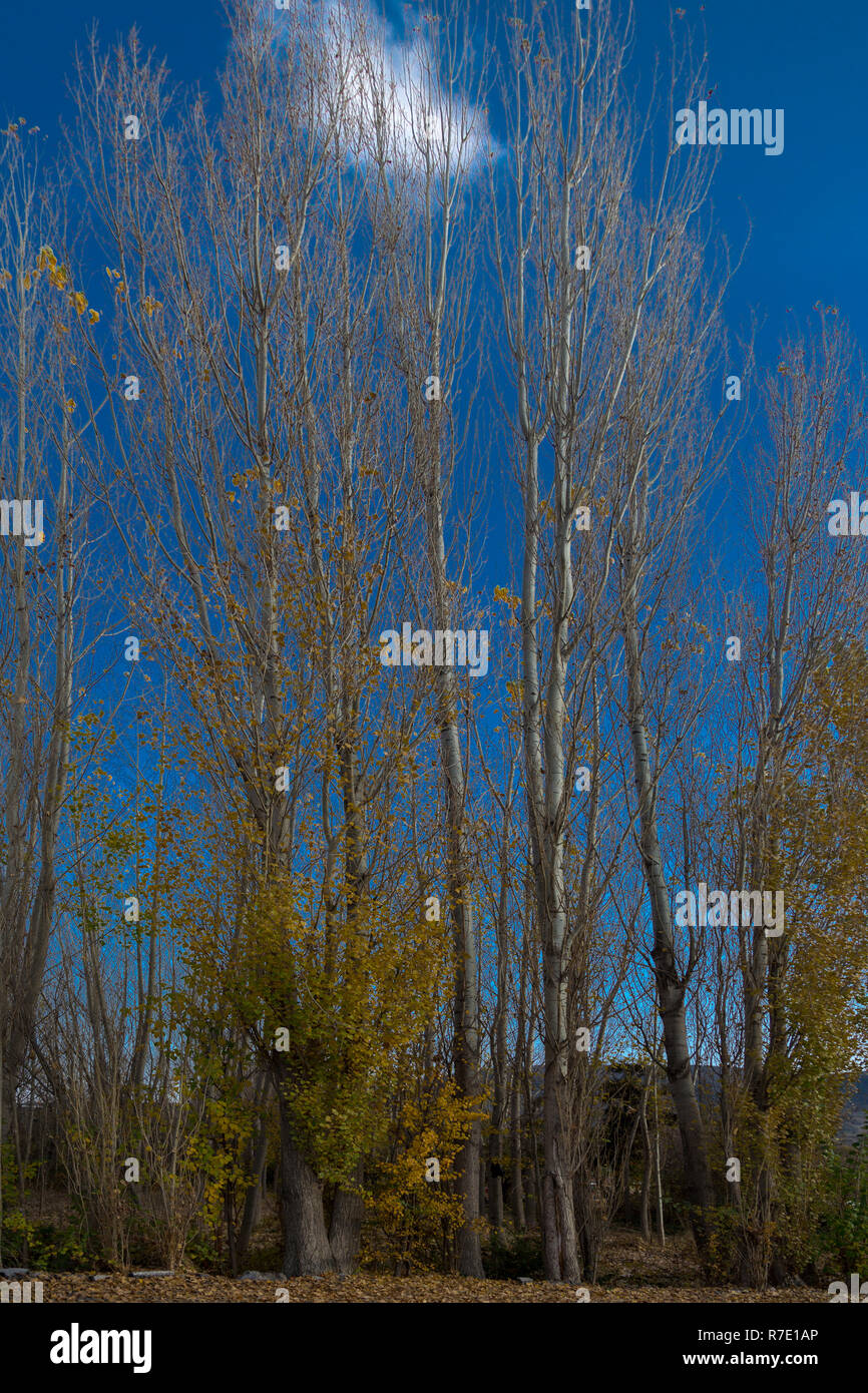 Trembling poplar hi-res stock photography and images - Alamy