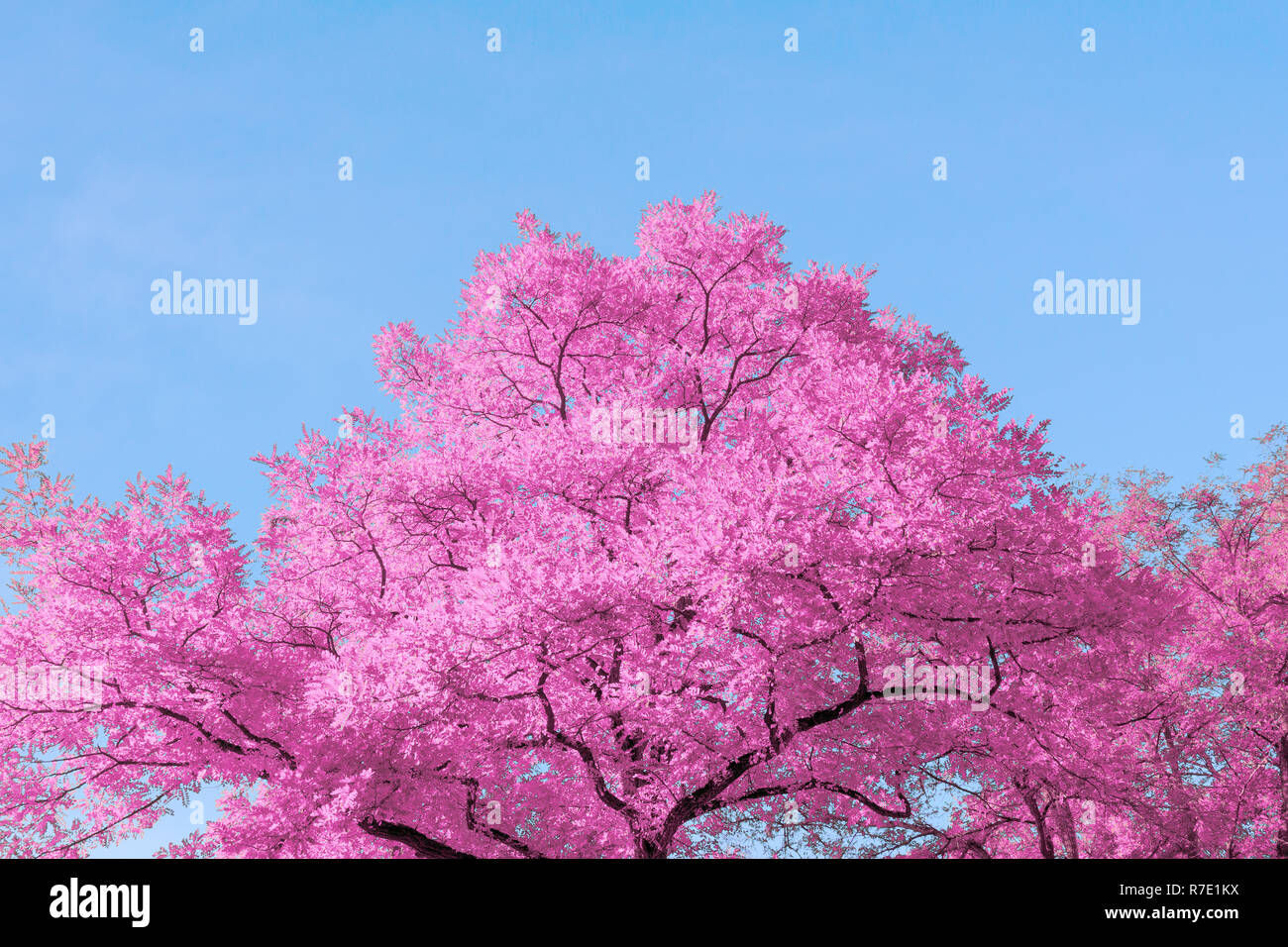 Growing up tree in front of with blooming trees hi-res stock ...