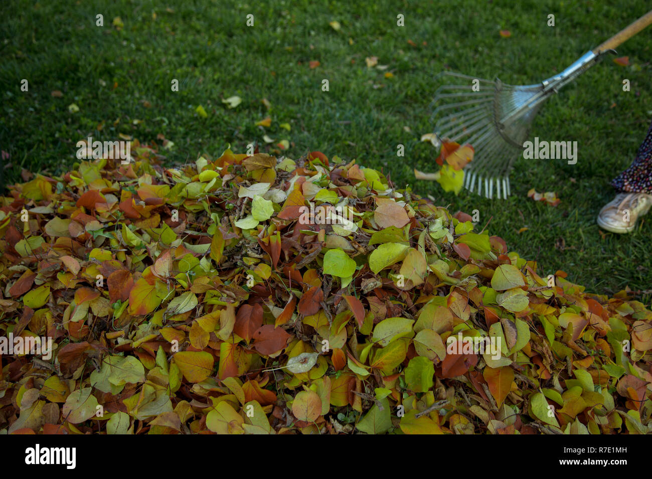 autumn, fallen leaves collecting Stock Photo - Alamy
