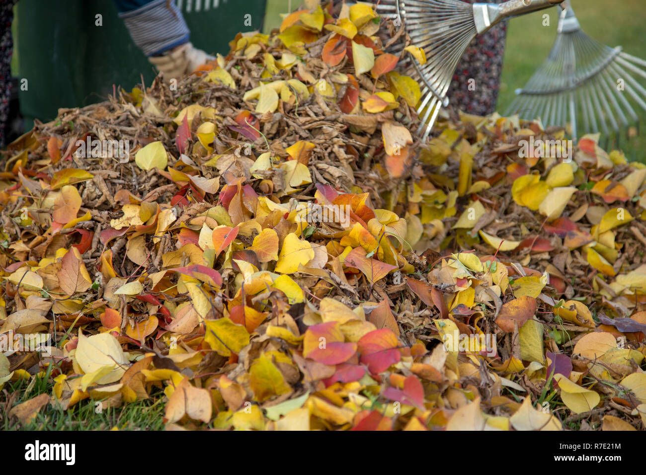 autumn, fallen leaves collecting Stock Photo - Alamy