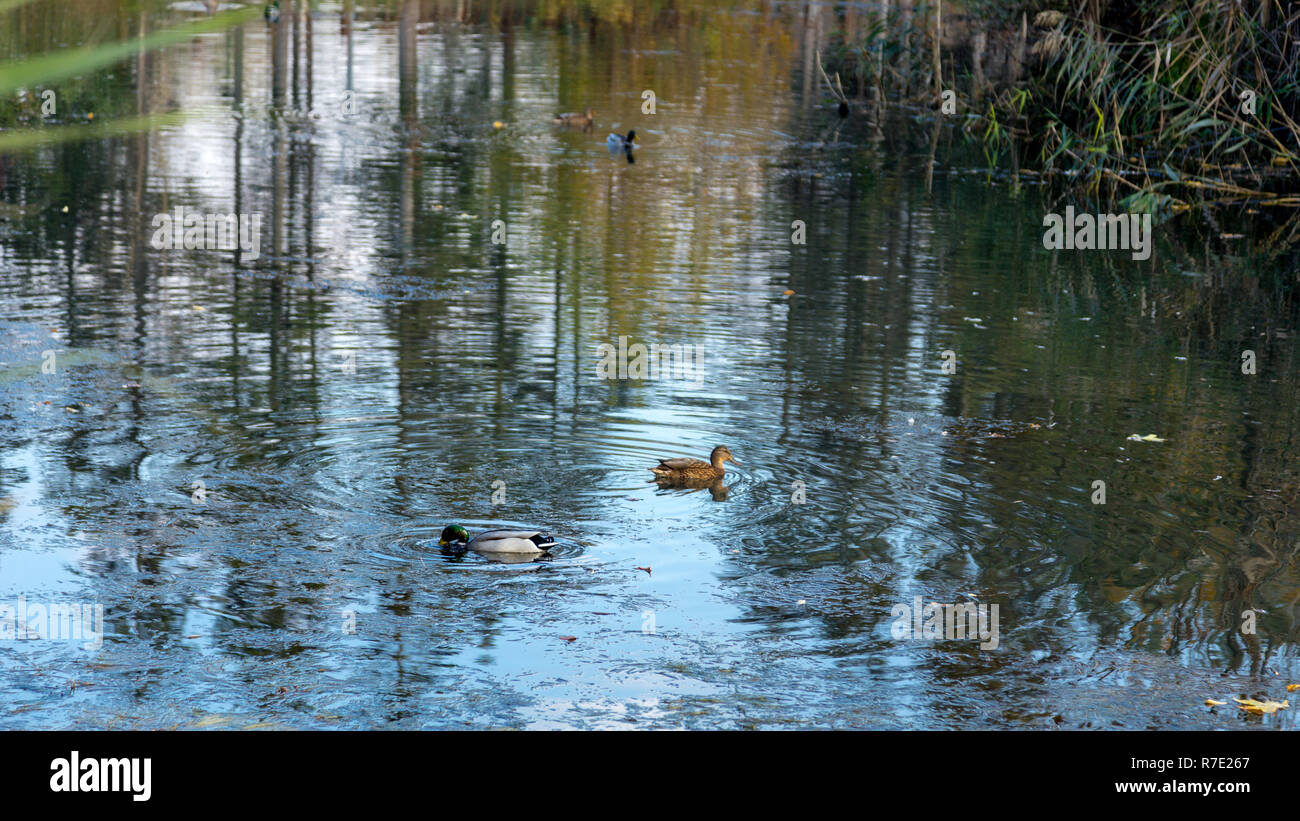 Beautiful natural landscape ducks hi-res stock photography and images ...