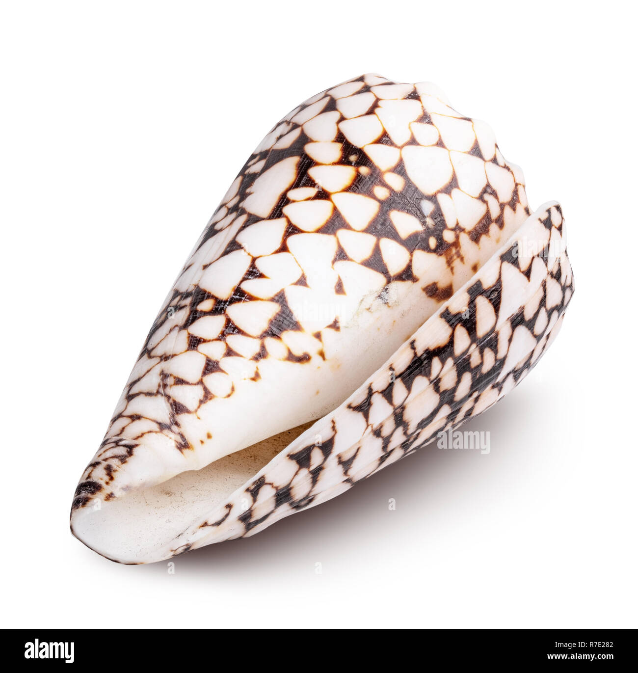 Sea shell isolated on white background. Clipping path Stock Photo - Alamy