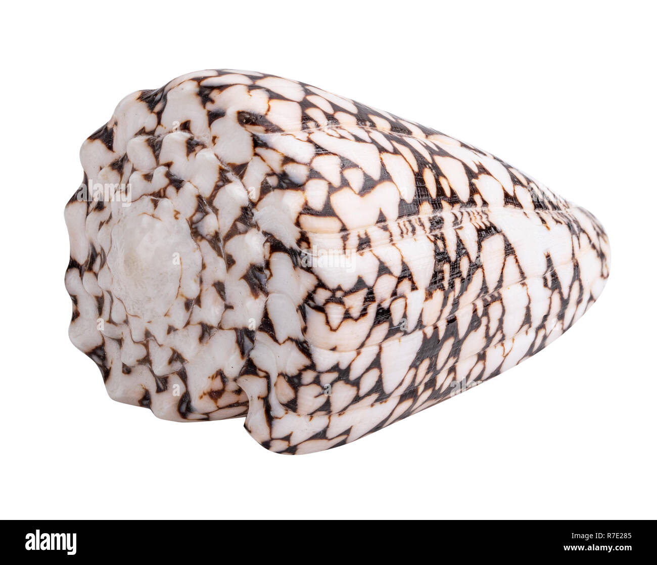 Sea shell isolated on white background. Clipping path Stock Photo - Alamy