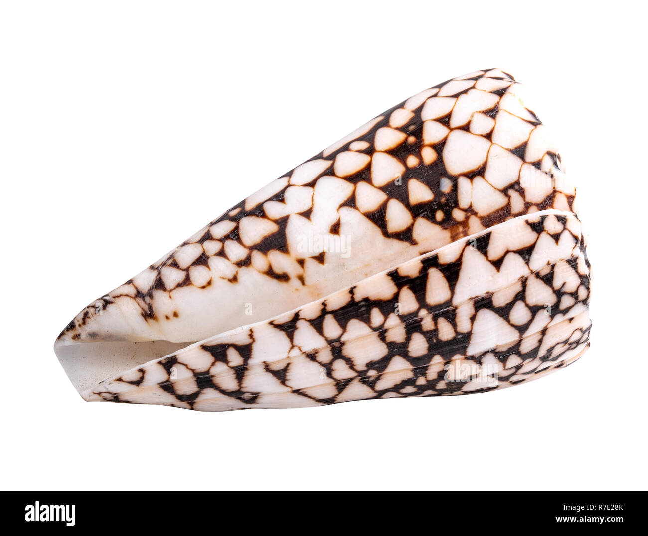 Sea shell isolated on white background. Clipping path Stock Photo - Alamy