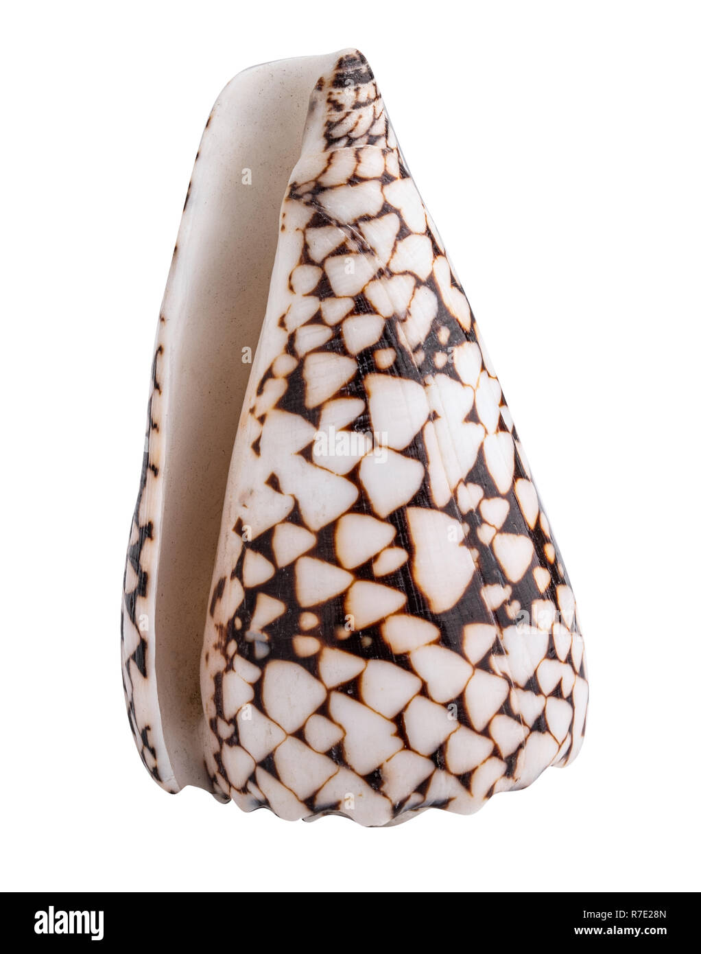 Sea shell isolated on white background. Clipping path Stock Photo - Alamy