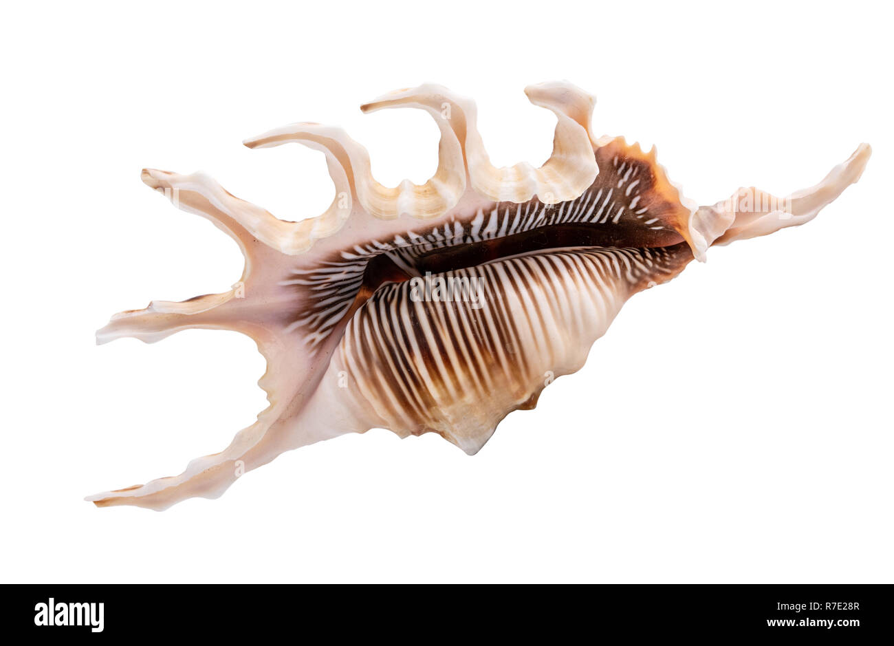 Sea shell isolated on white background. Clipping path Stock Photo - Alamy