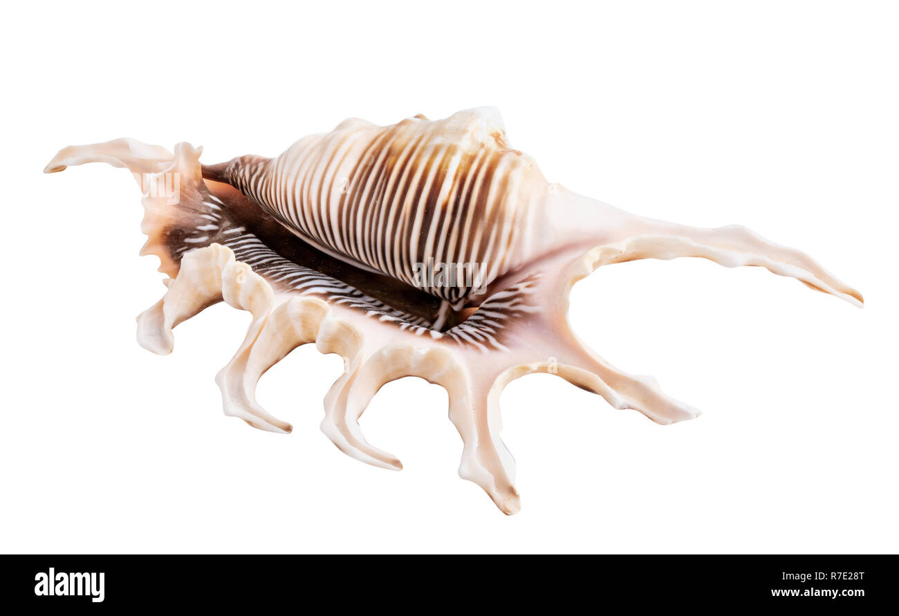 Sea shell isolated on white background. Clipping path Stock Photo - Alamy