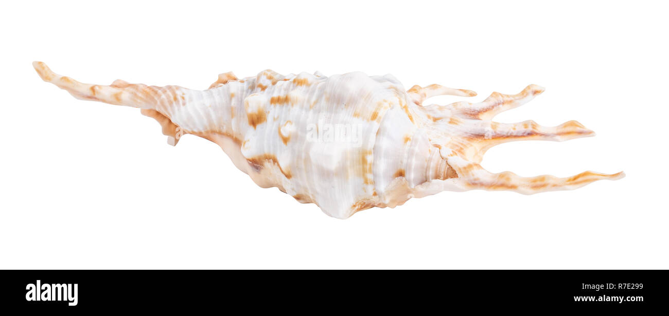 Sea shell isolated on white background. Clipping path Stock Photo - Alamy