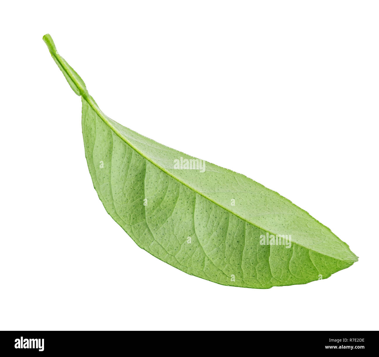Green leaf of citrus isolated on white background. Clipping path Stock ...
