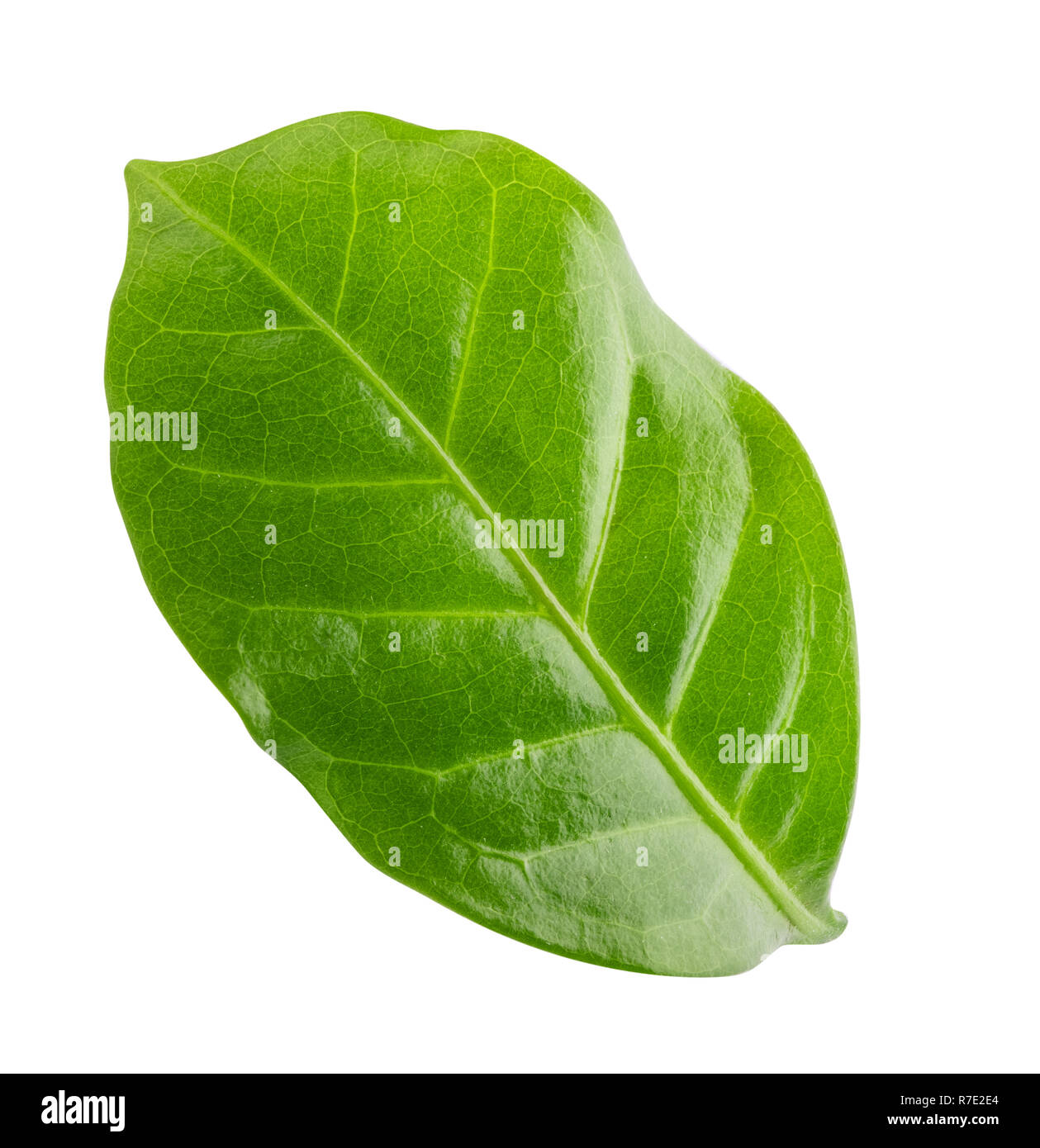 Green leaf of coffee isolated on white background. Clipping path Stock ...