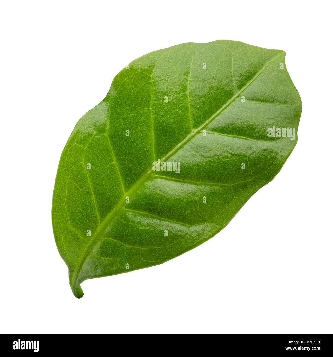 Green leaf of coffee isolated on white background. Clipping path Stock ...