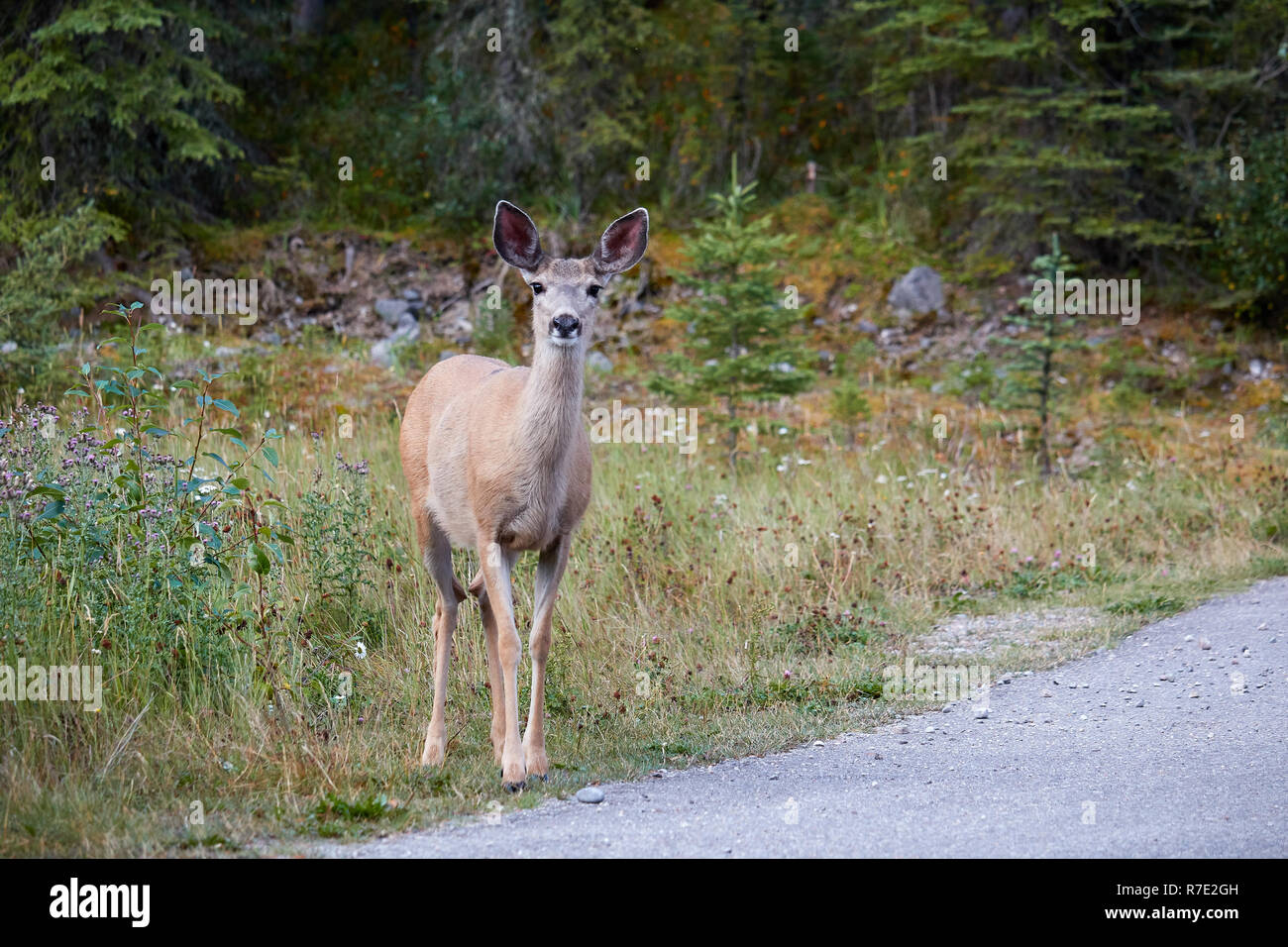 Female mule deer in Jasper NP, Canada Stock Photo - Alamy