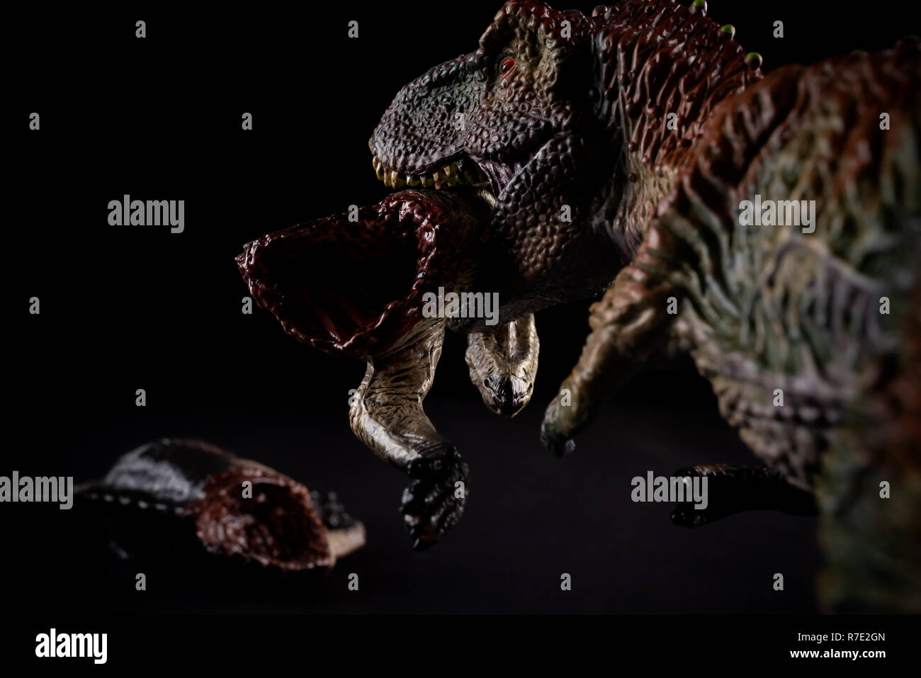 tyrannosaurus biting piece of a dinosaur body on dark background Stock ...