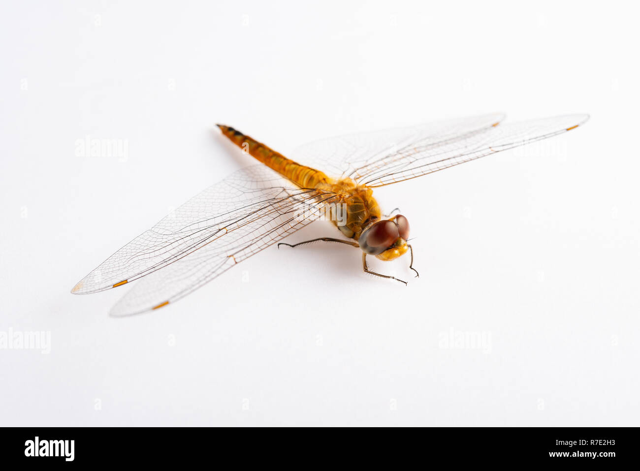 Side view of dragonfly hi-res stock photography and images - Alamy