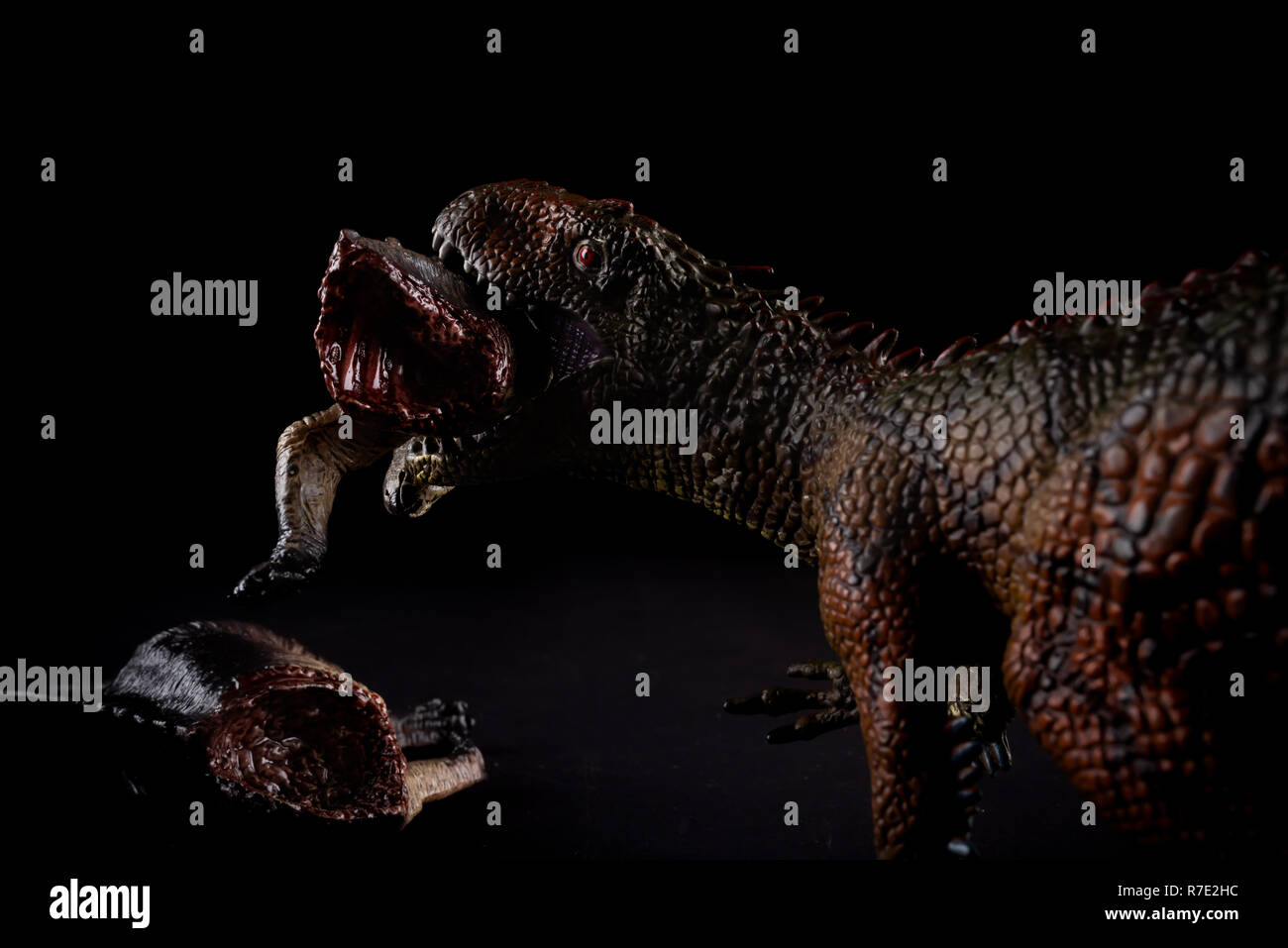 Carcharodontosaurus biting piece of a dinosaur body on dark background ...