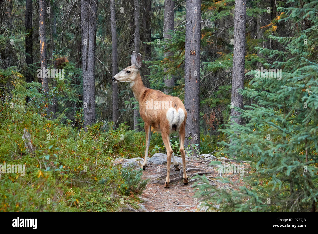Female mule deer in Jasper NP, Canada Stock Photo - Alamy