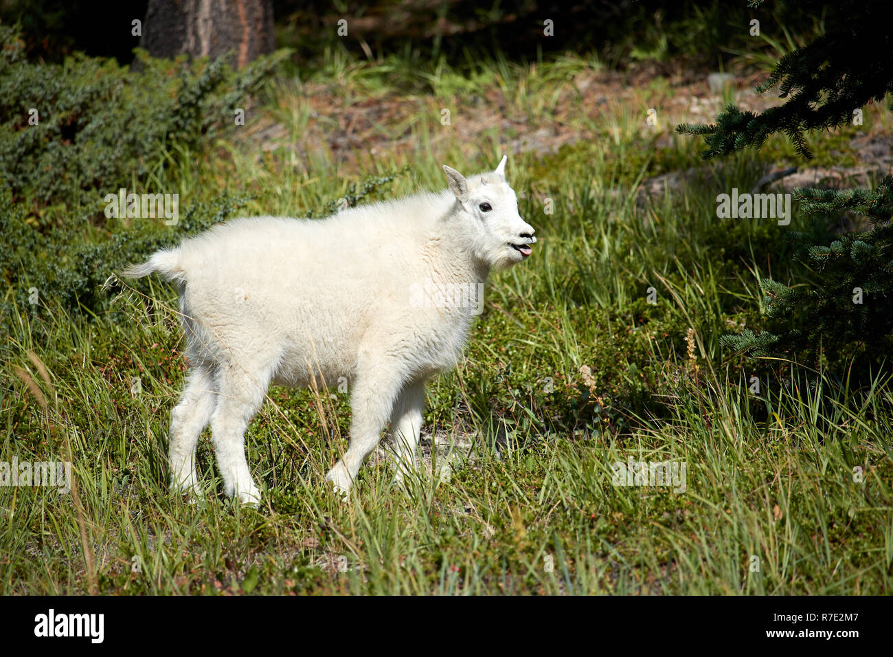 Wildlife canada goat hi-res stock photography and images - Alamy