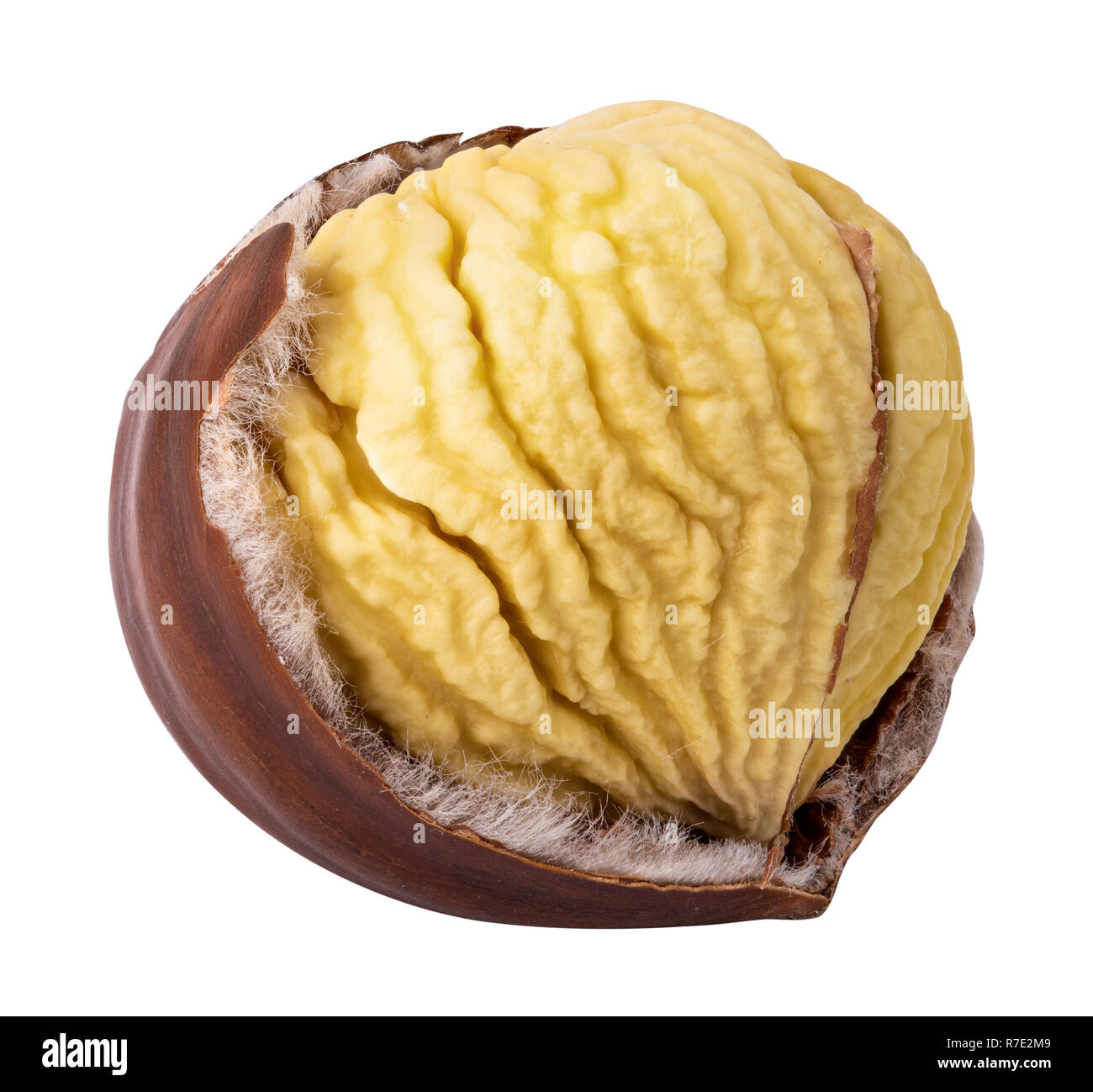 Chestnut isolated on white background. Clipping path Stock Photo - Alamy