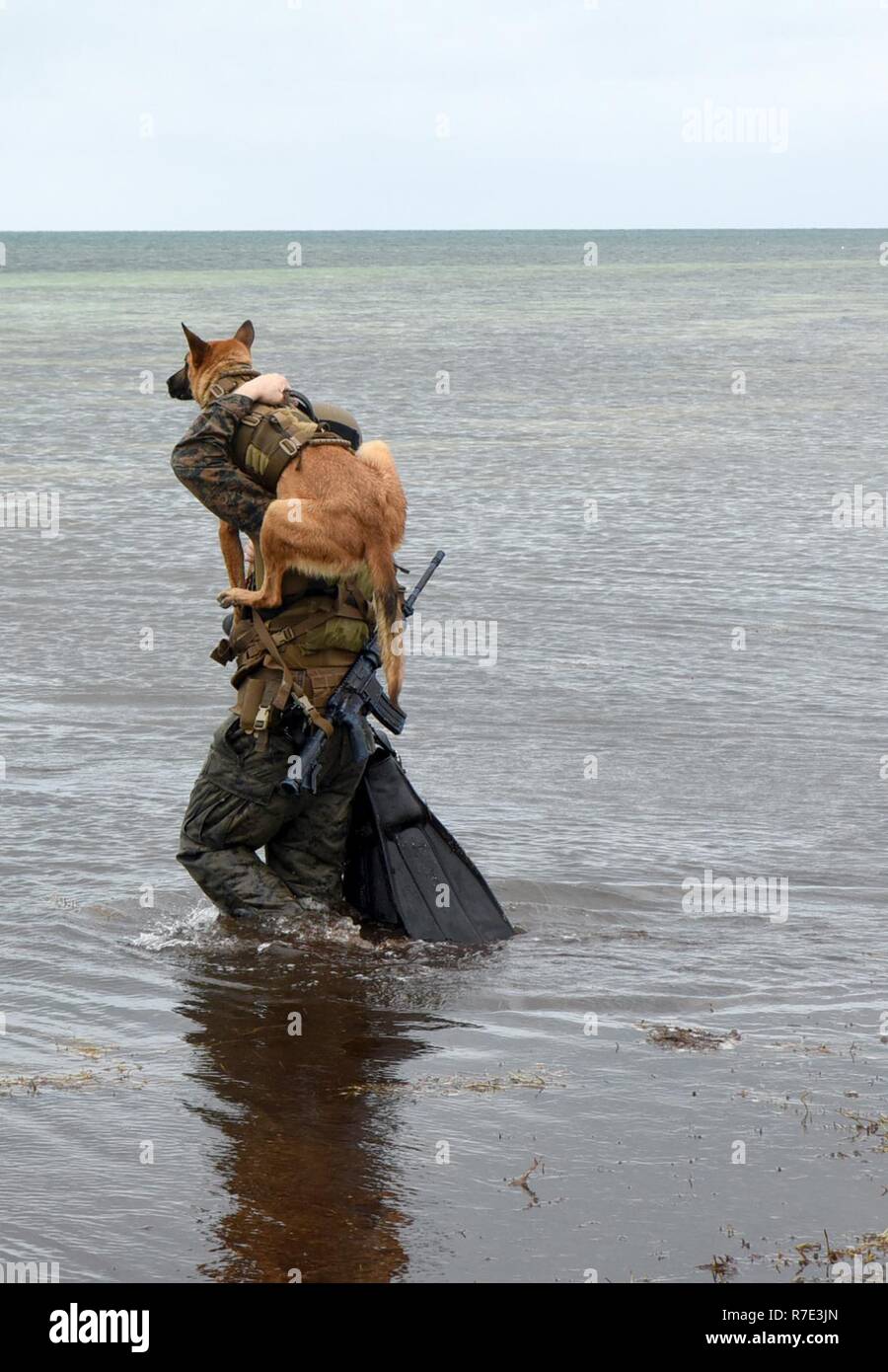 Marine corps forces special operations command k 9 unit hi-res stock ...