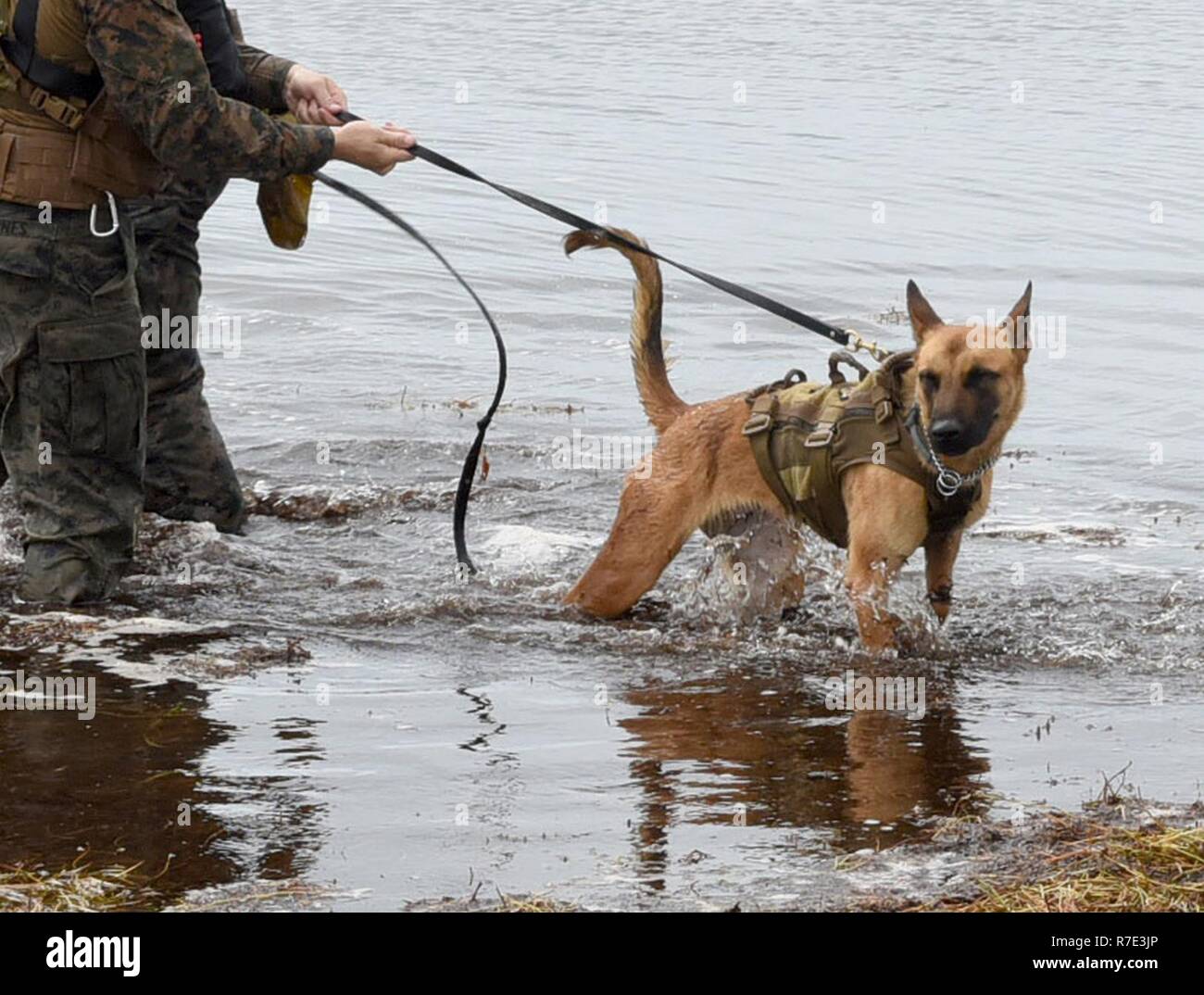 Marine corps forces special operations command k 9 unit hi-res stock ...