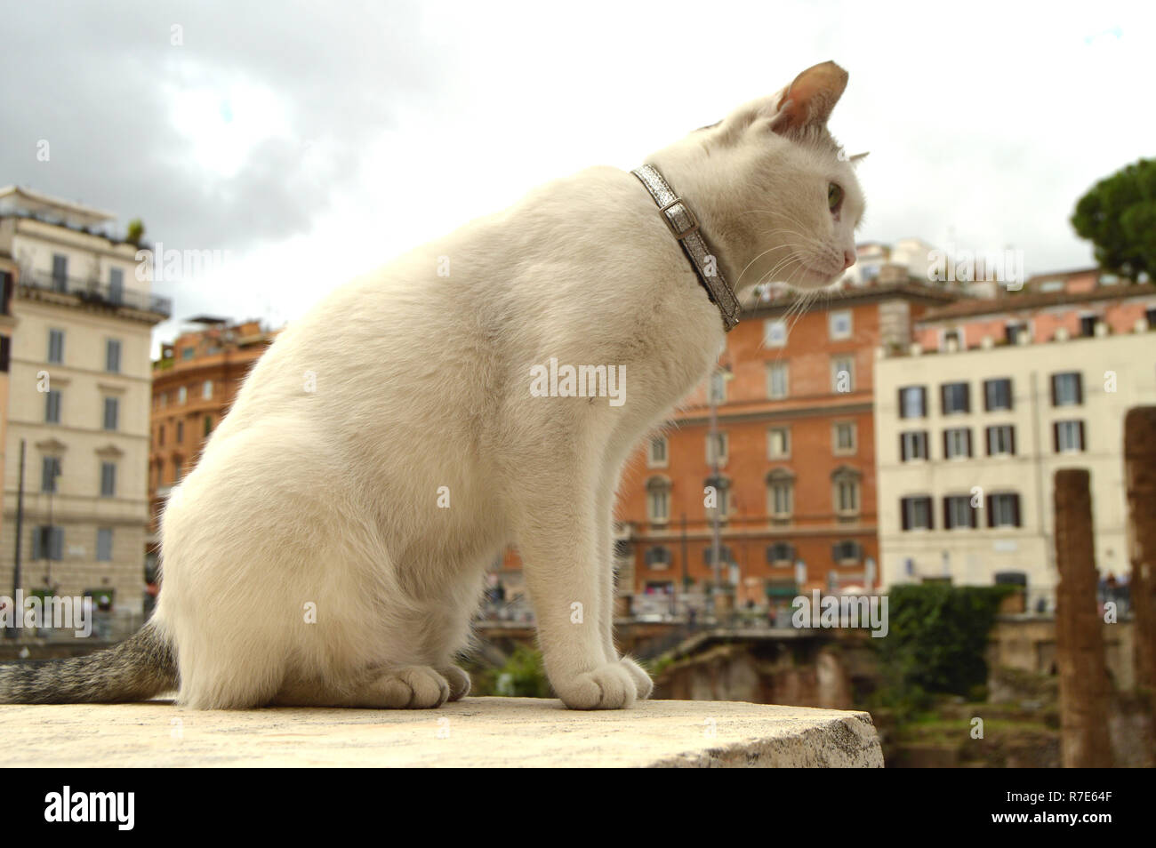 Torre argentina cats hi-res stock photography and images - Alamy