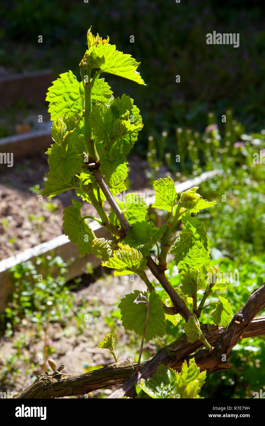 Saperavi grape hi-res stock photography and images - Alamy
