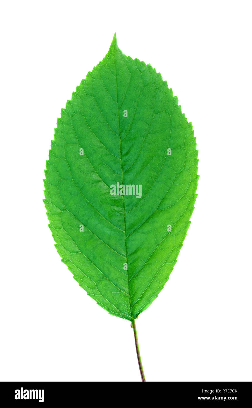 Cherry leaf isolated on white Stock Photo - Alamy