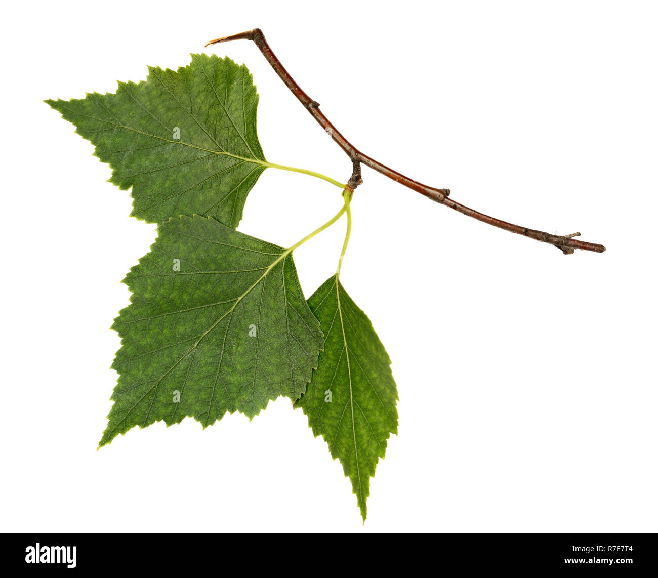 Birch branch isolated on white Stock Photo - Alamy